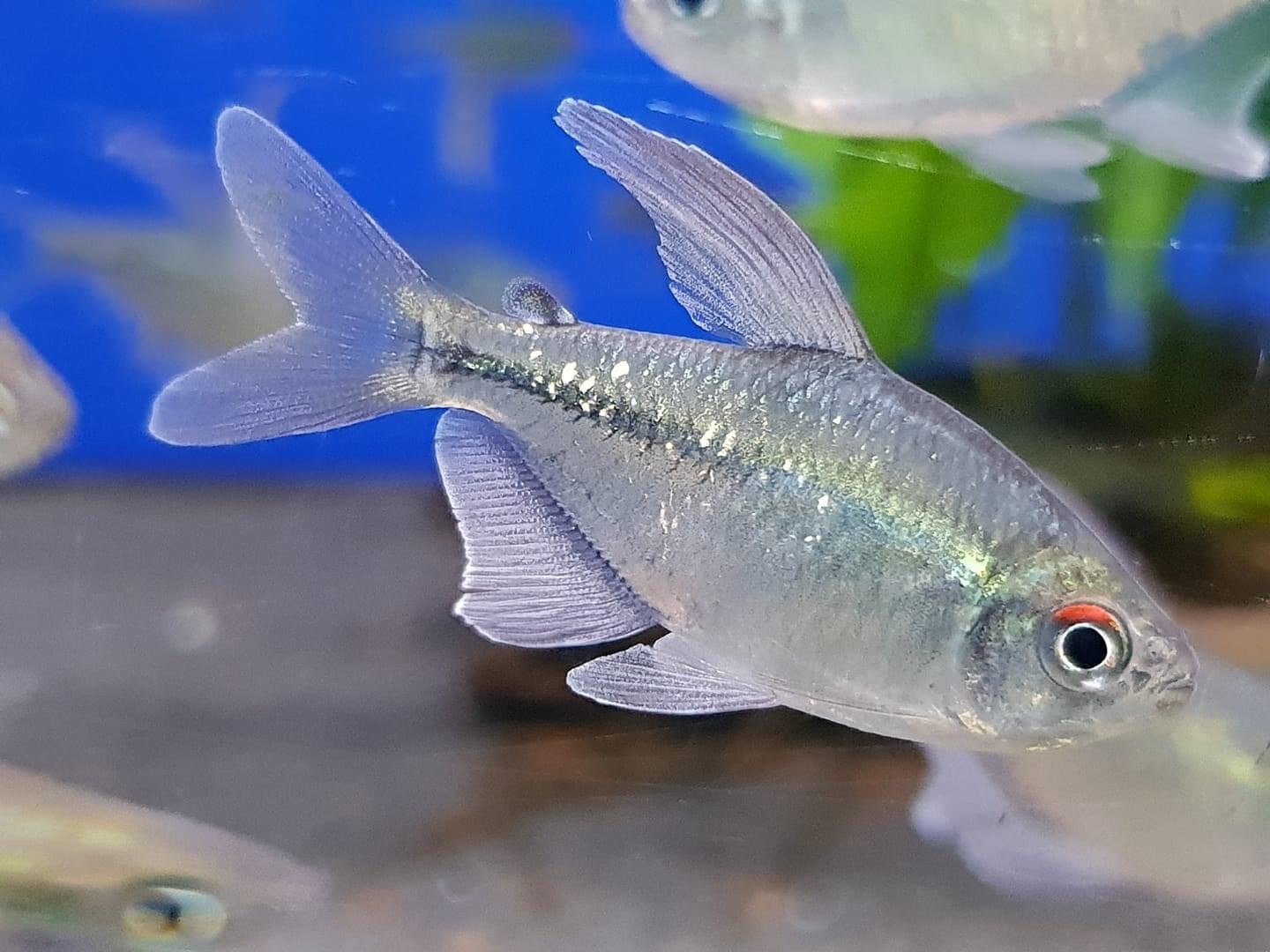 Diamond Tetra-Moenkhausia pittieri