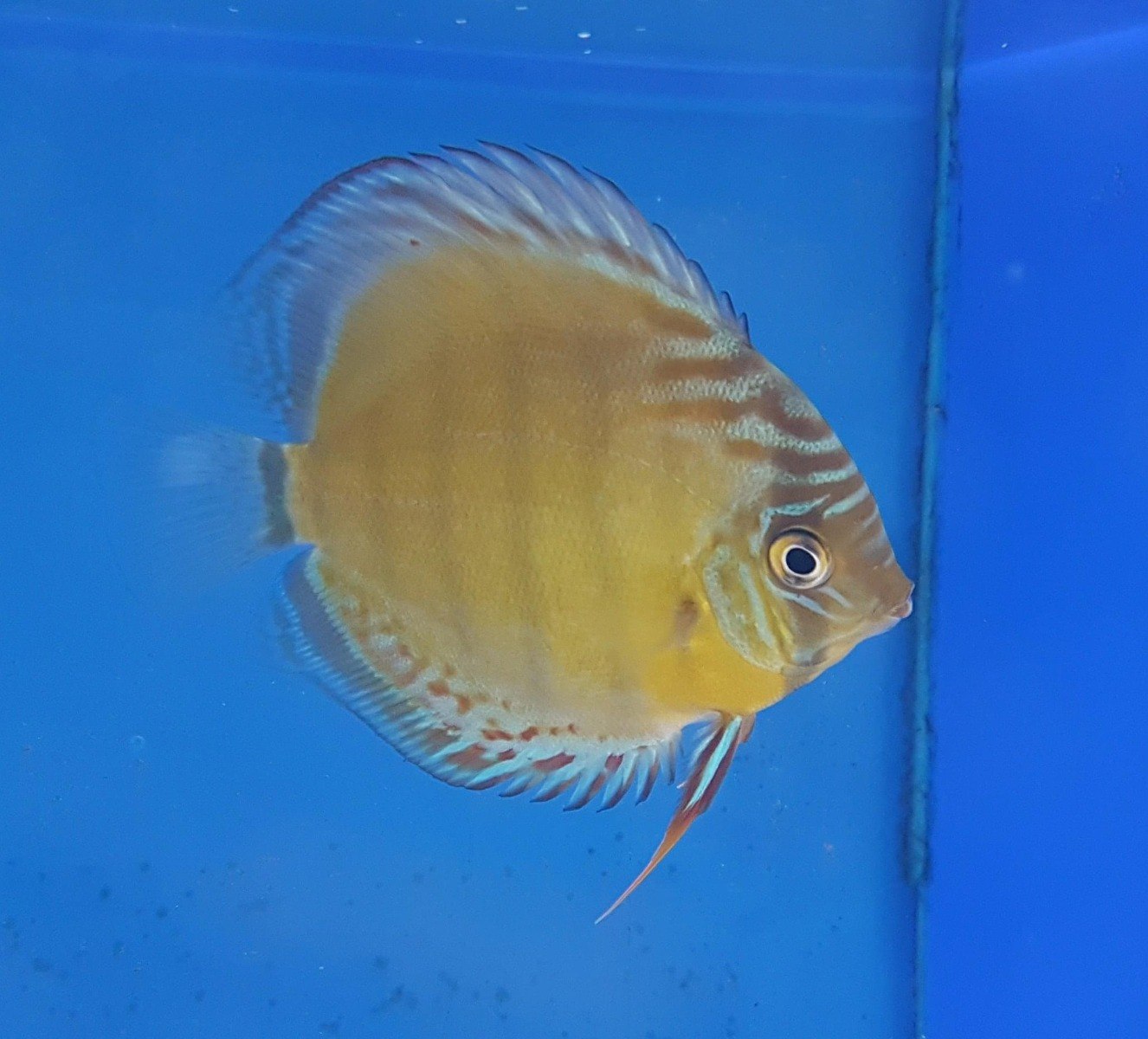 Discus-Symphysodon