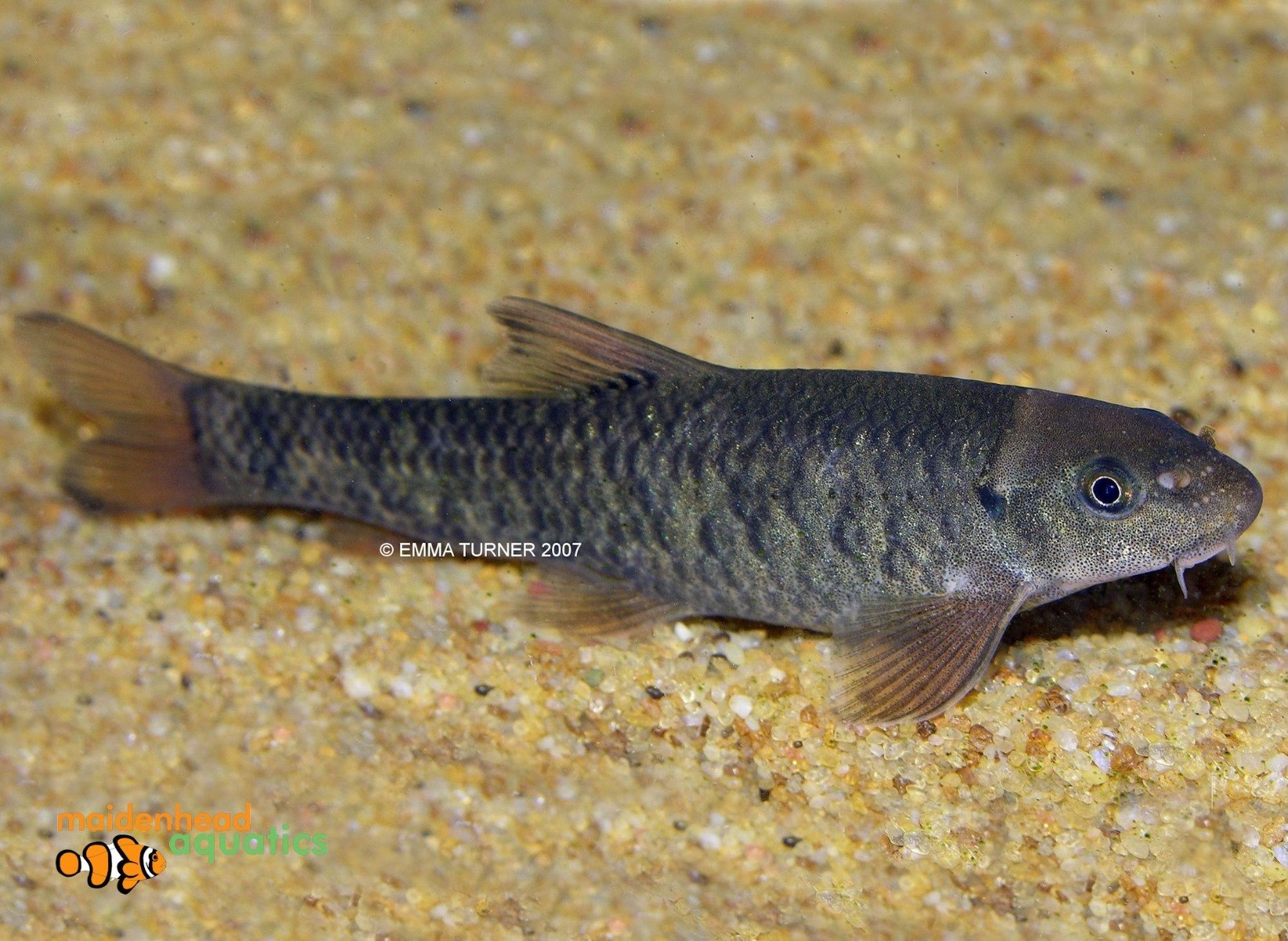 Doctor Fish-Garra rufa