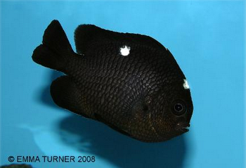 Domino Damselfish-Dascyllus trimaculatus
