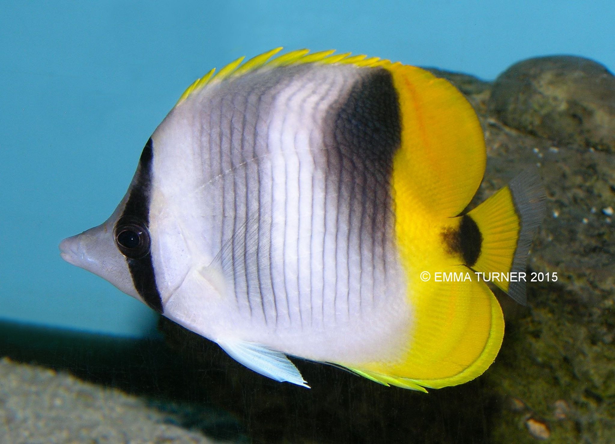 Double Saddle Butterflyfish-Chaetodon ulietensis
