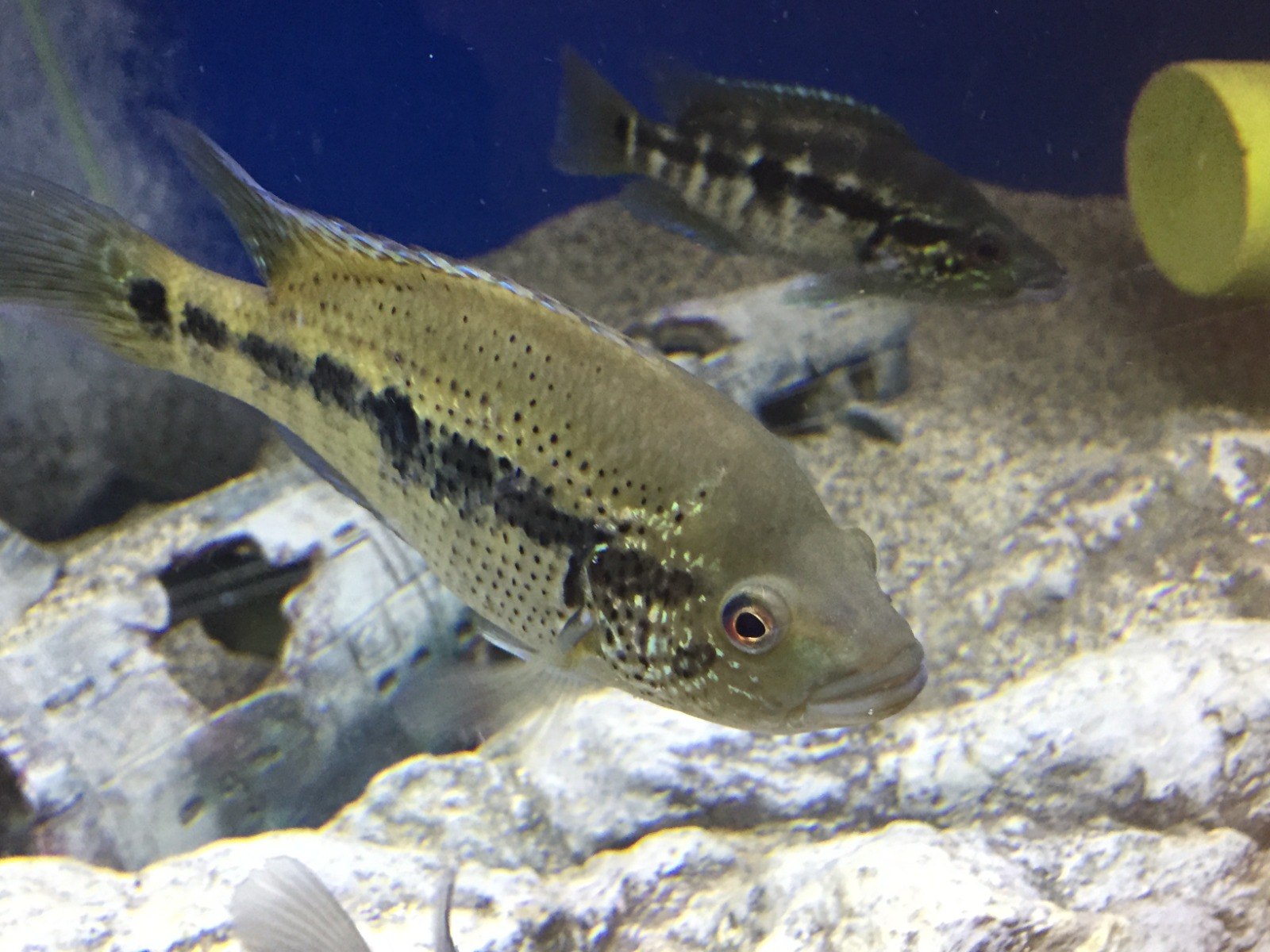 Wolf Cichlid-Parachromis dovii