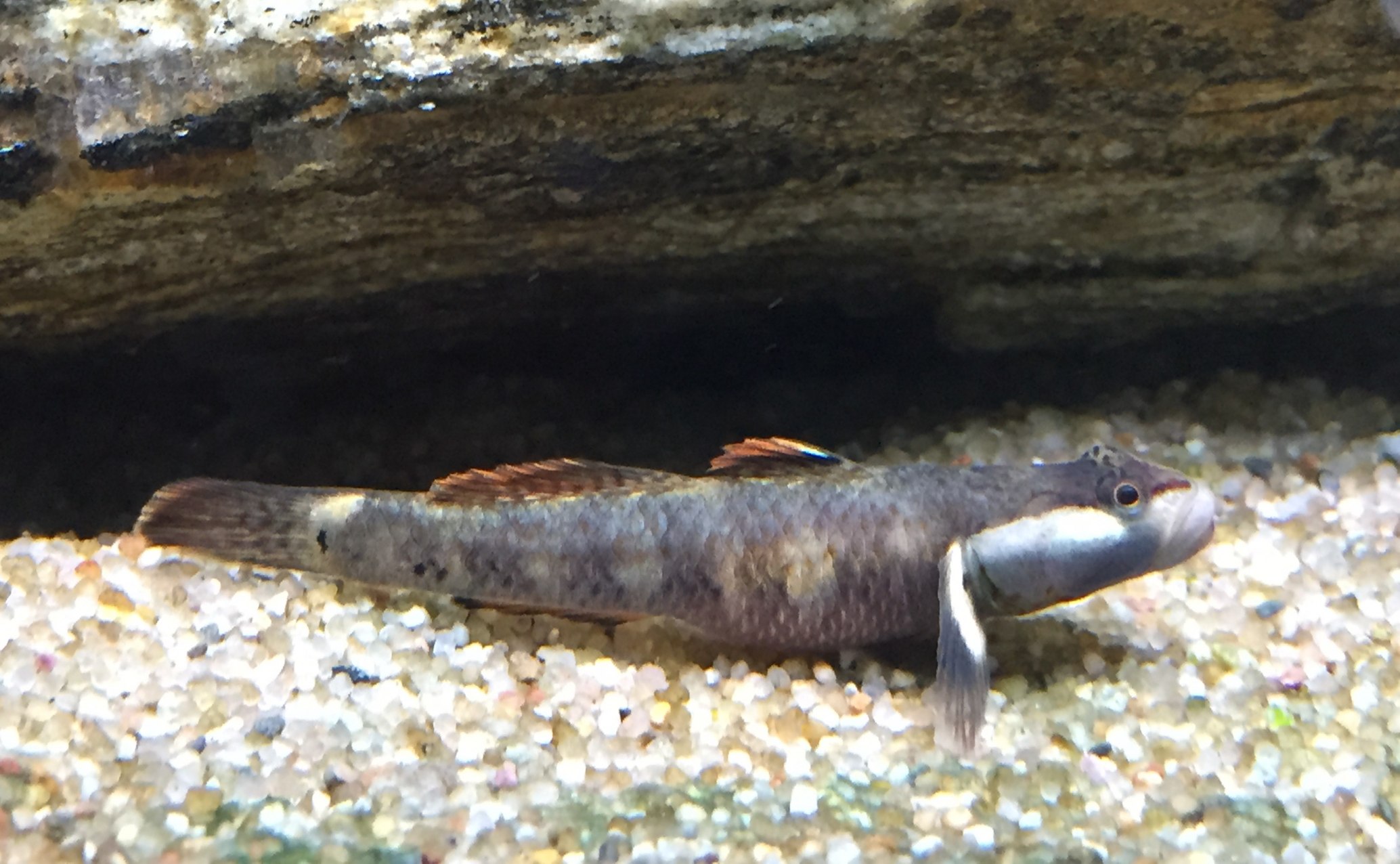 Dwarf Dragon Goby-Rhinogobius duospilus