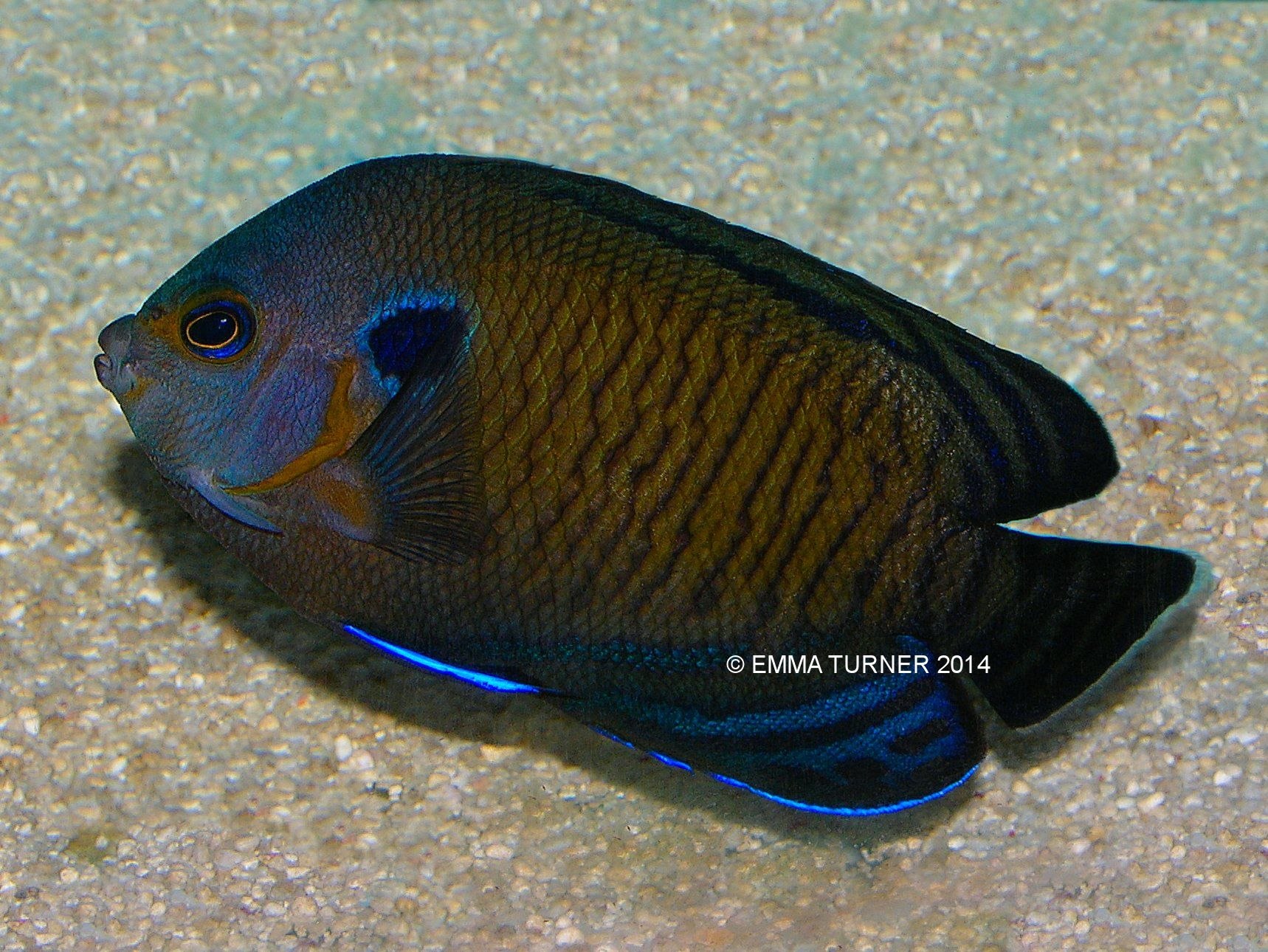 Dusky Angelfish-Centropyge multispinis