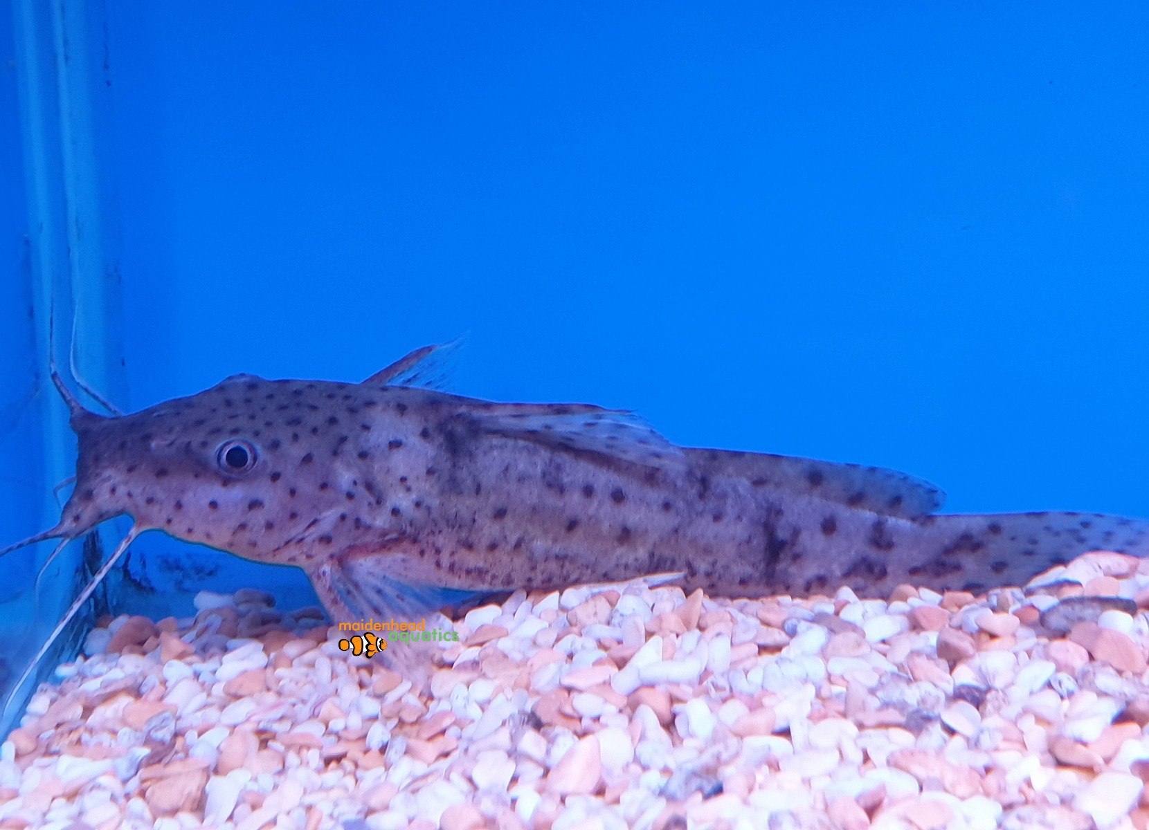 Dwarf Giraffe Catfish-Notoglanidium macrostoma