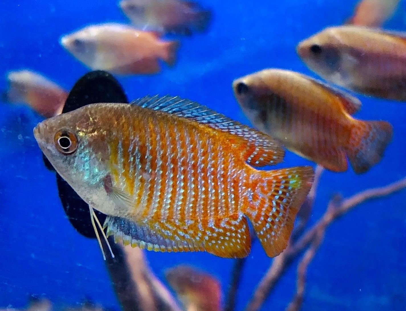 Dwarf Gourami-Trichogaster fasciata (formerly lalius)