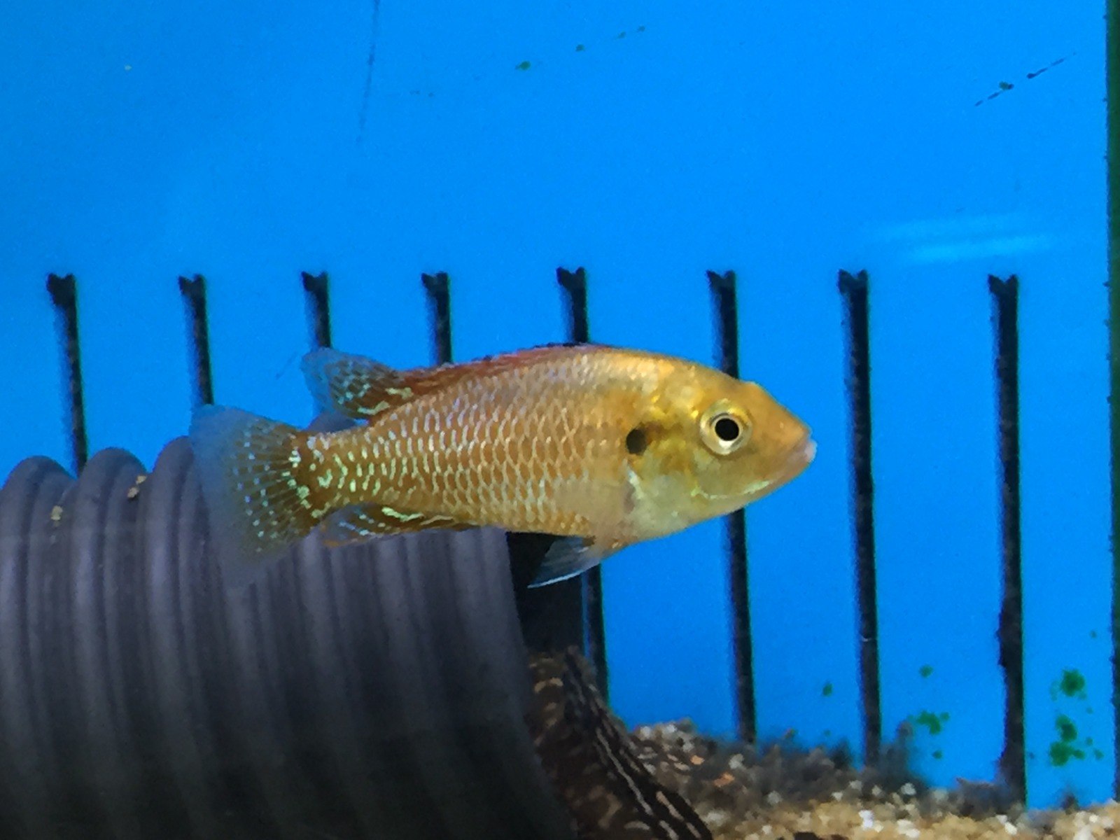 Egyptian Mouthbrooder-Pseudocrenilabrus multicolor multicolor