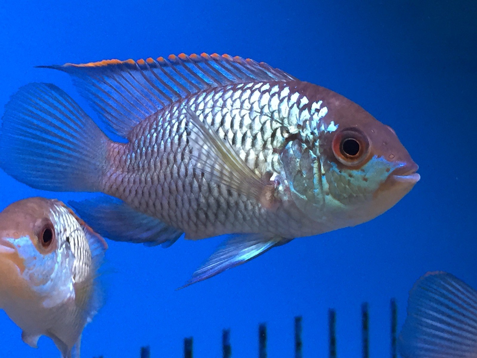 Electric Blue Acara-Andinoacara pulcher