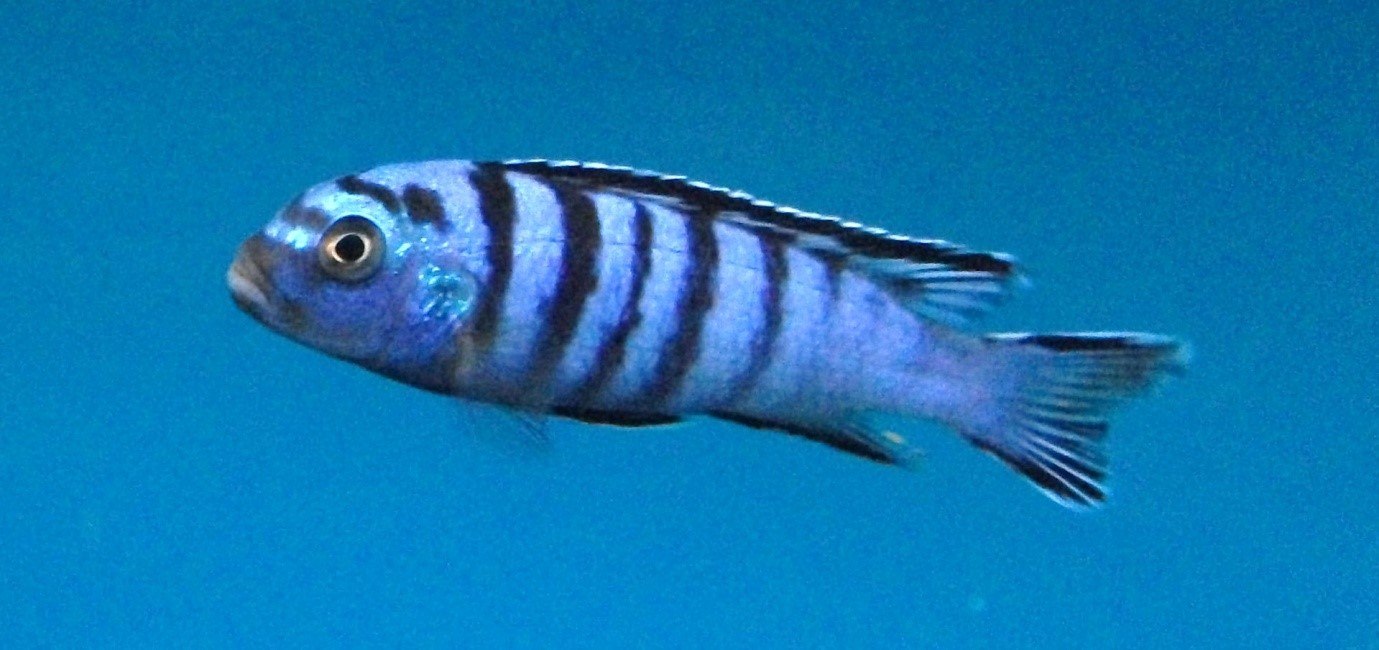 Elongatus Ornatus-Pseudotropheus elongatus