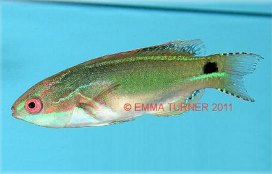 Exquisite Fairy Wrasse-Cirrhilabrus exquisitus