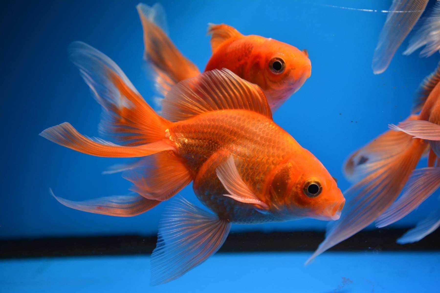 Fantail Goldfish-Carassius auratus auratus