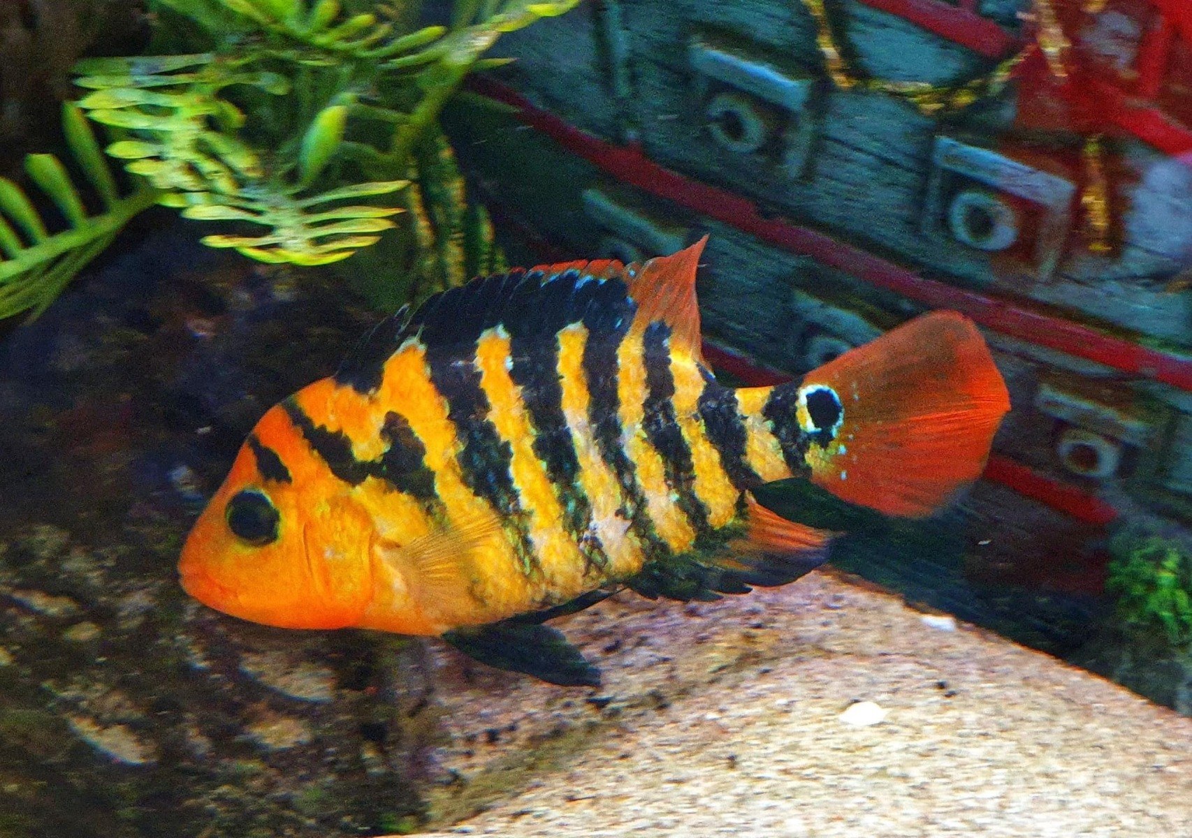 Red Terror-Mesoheros festae