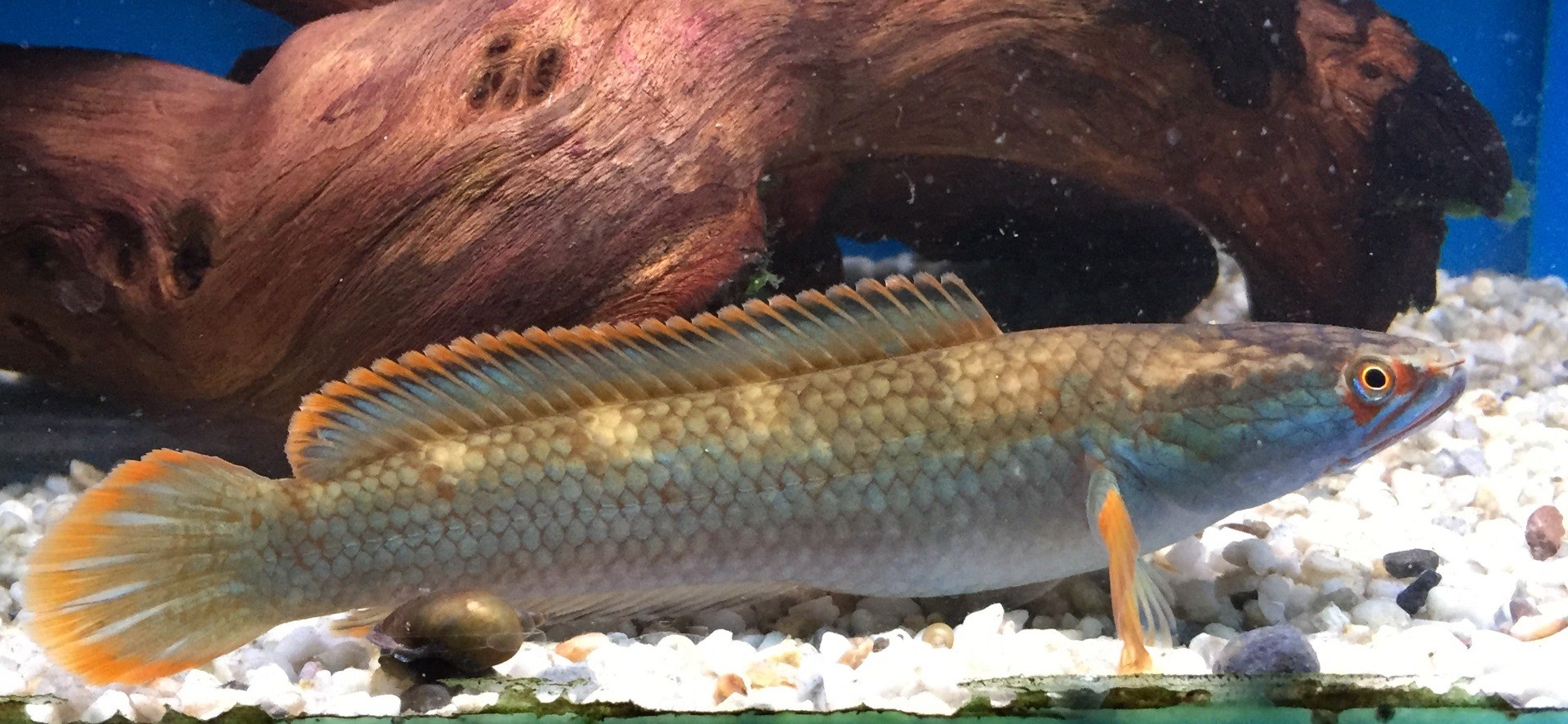 Fire & Ice Snakehead - Channa pyrophthalmus