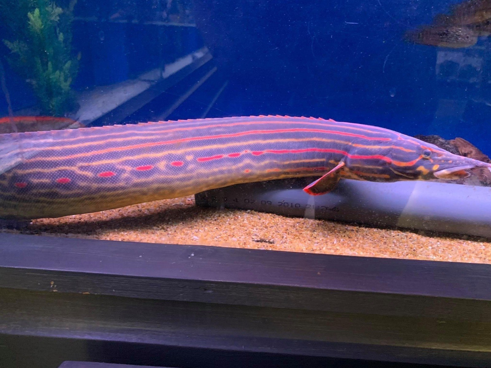 Fire Eel-Mastacembelus erythrotaenia