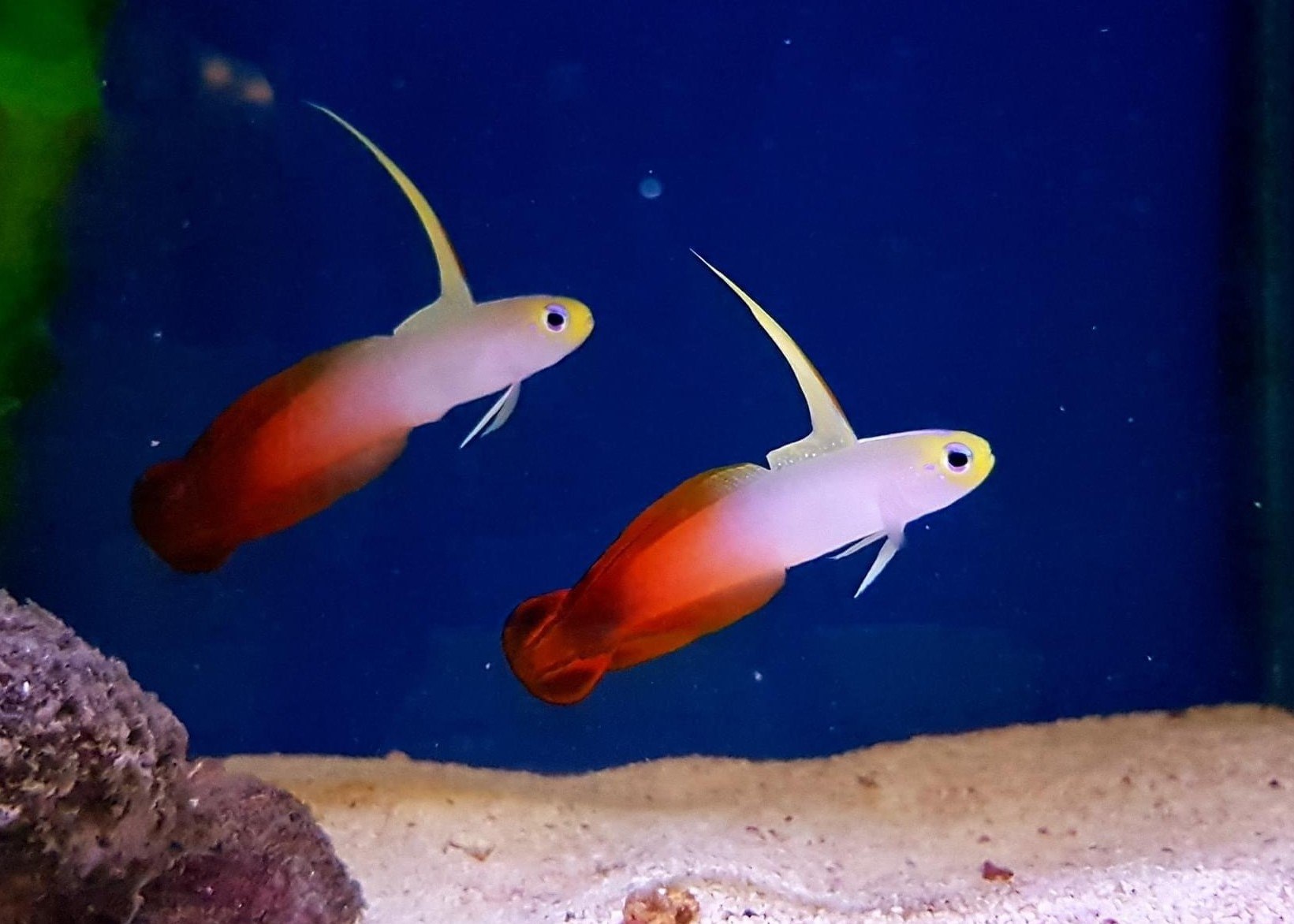 Firefish-Nemateleotris magnifica