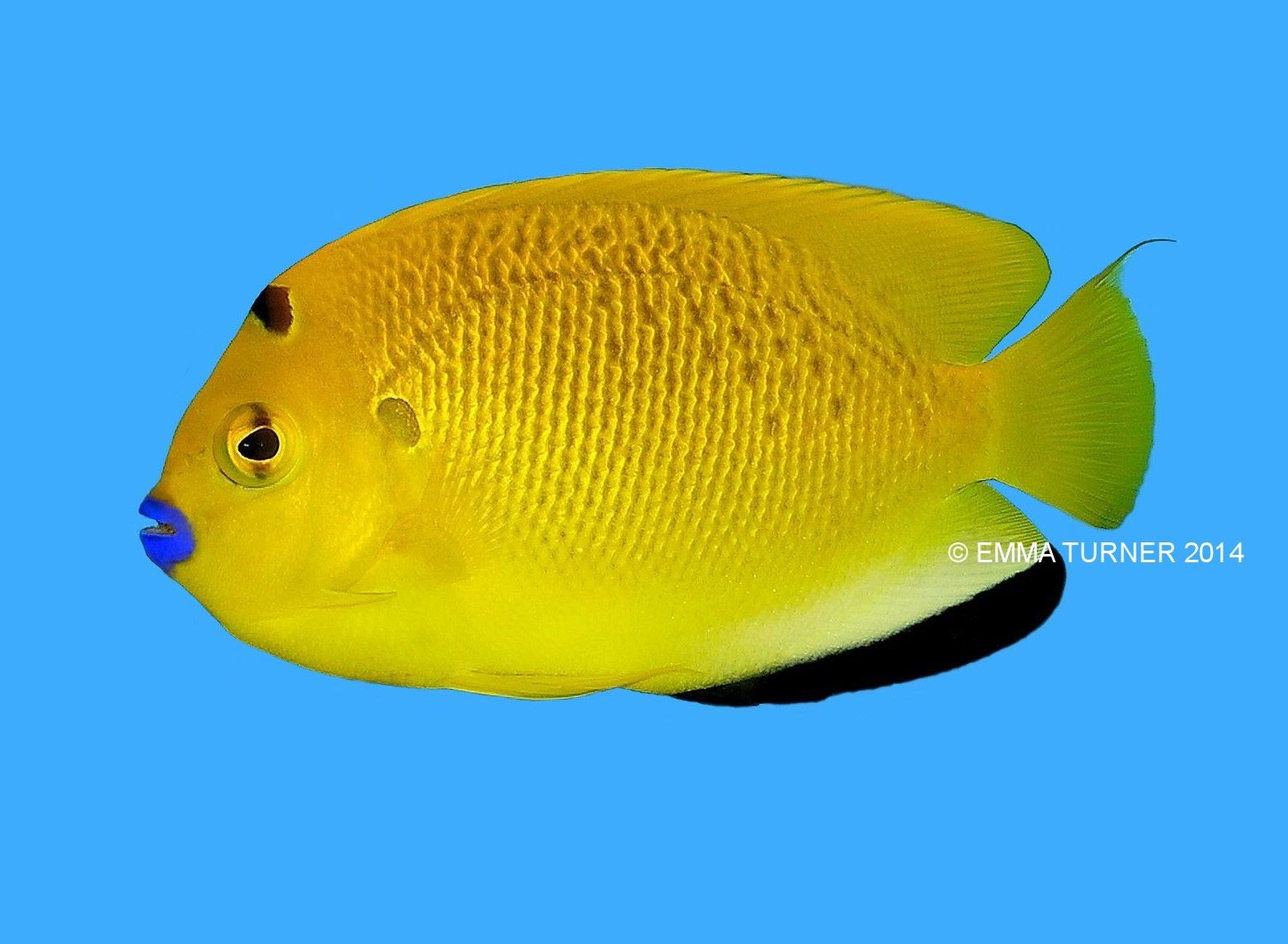 Flagfin Angelfish-Apolemichthys trimaculatus