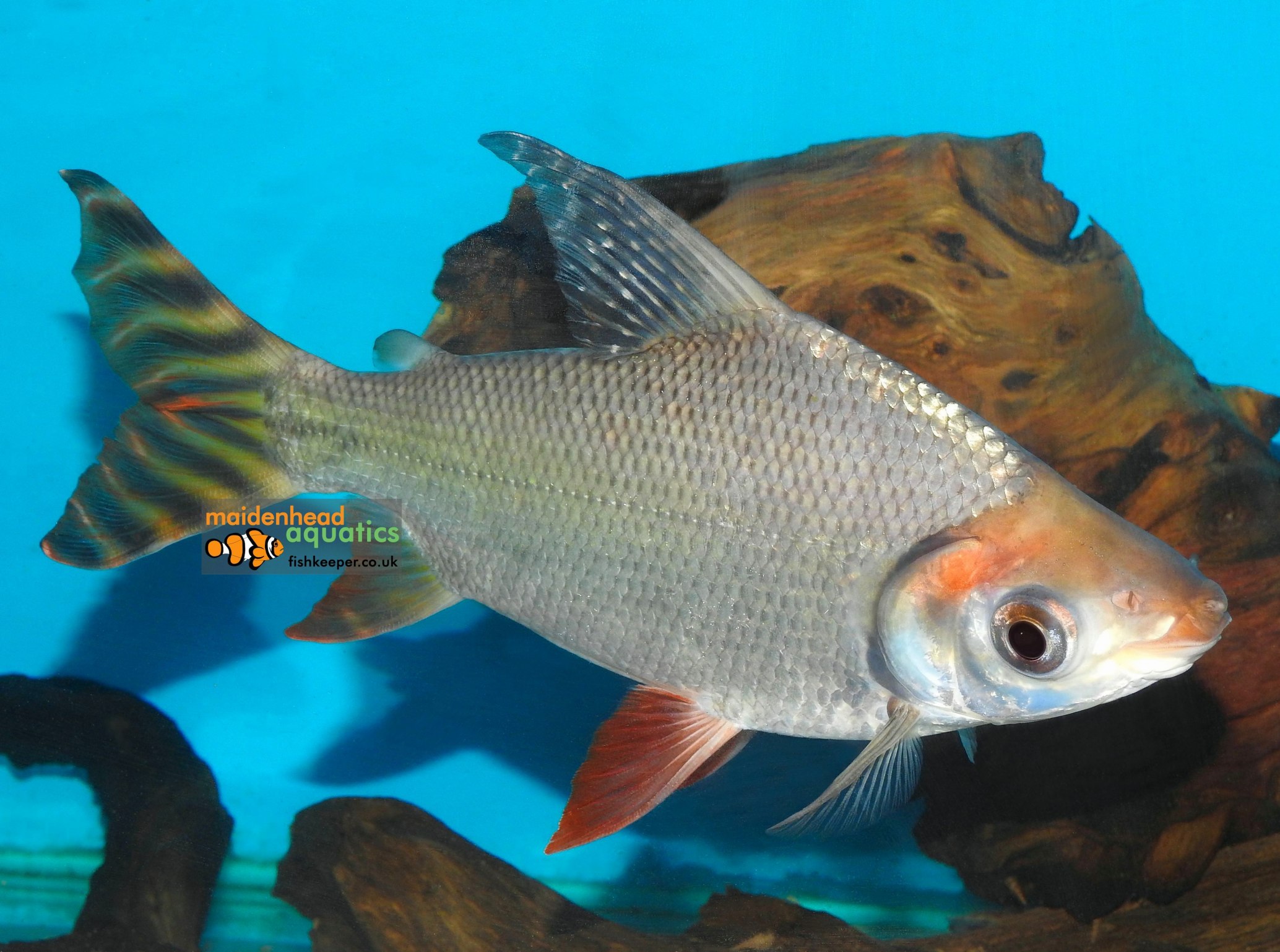 Flagtail Prochilodus-Semaprochilodus insignis