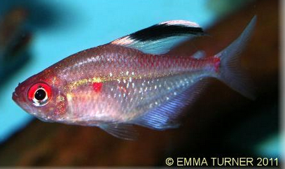 Redback Bleeding Heart Tetra-Megalamphodus pyrrhonotus