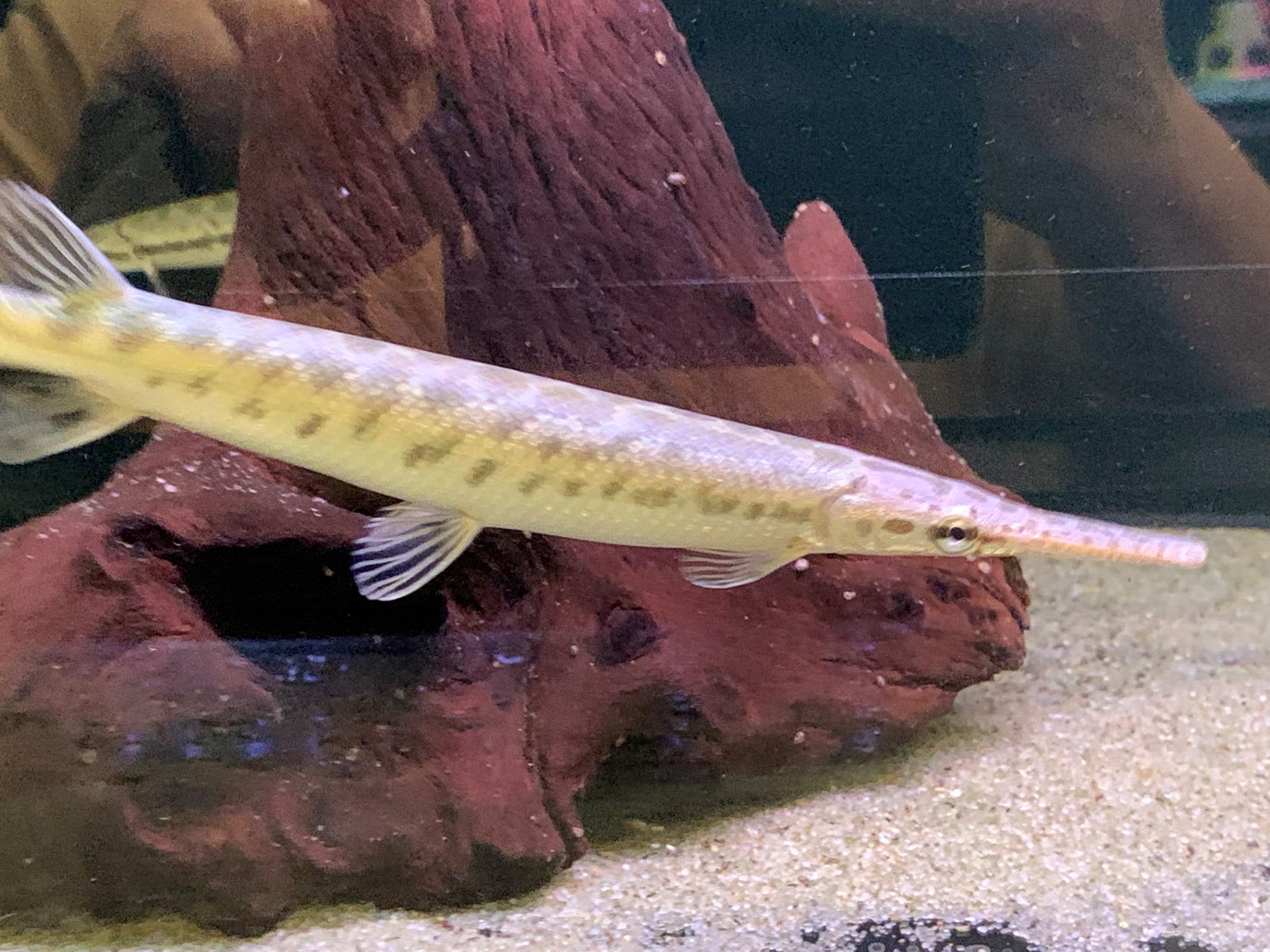 Florida Garfish-Lepisosteus platyrhincus