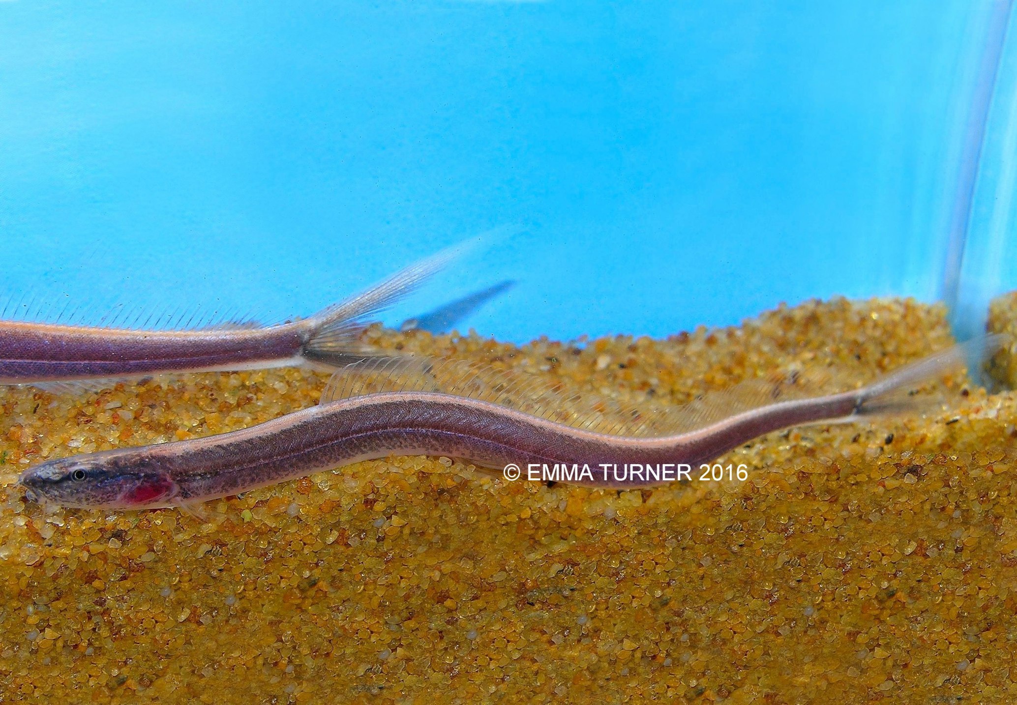 Forktail Loach-Vaillantella maassi