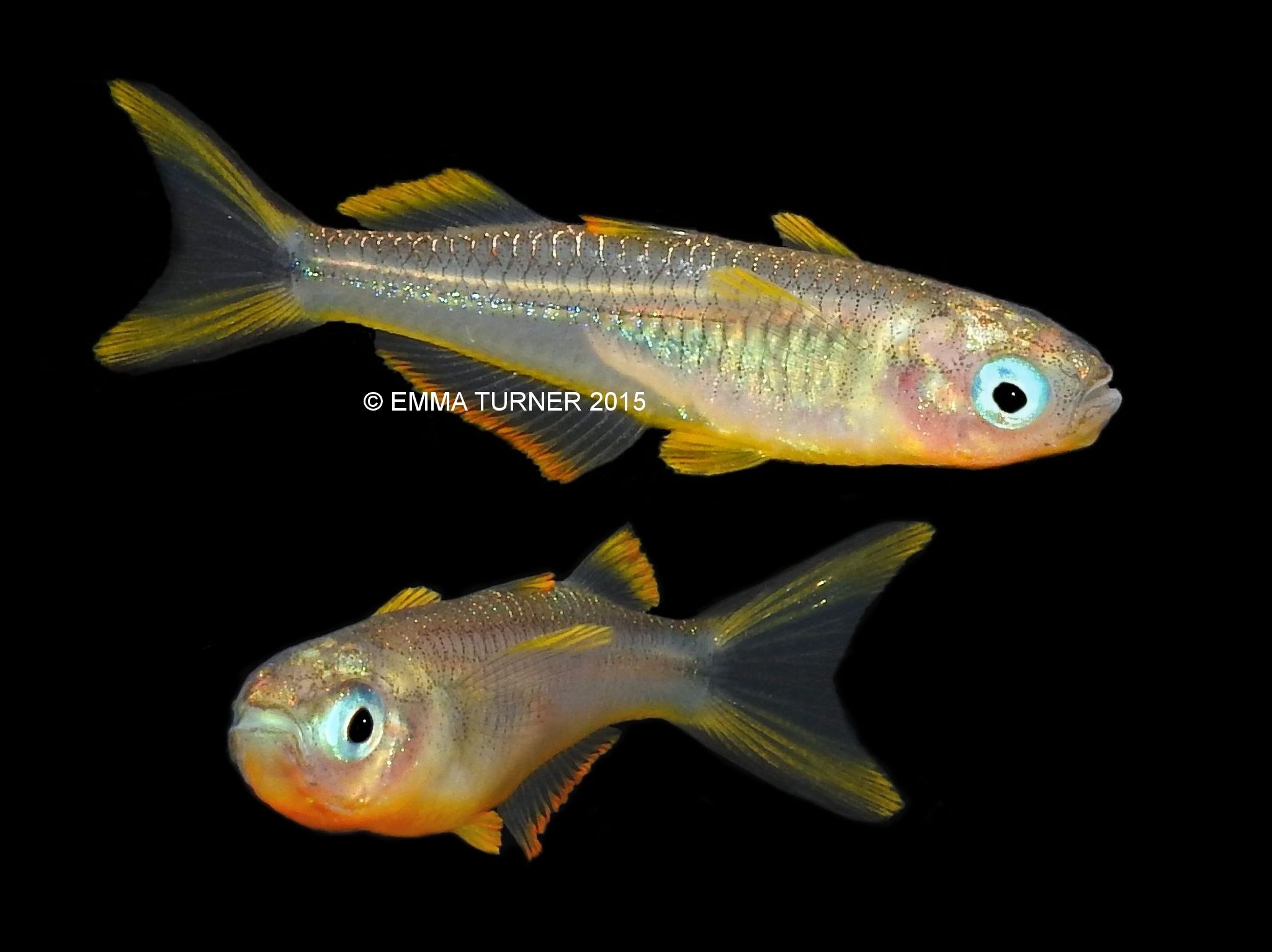 Forktail Rainbowfish-Pseudomugil furcatus