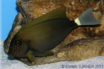 Freckle Faced Tang-Acanthurus maculiceps