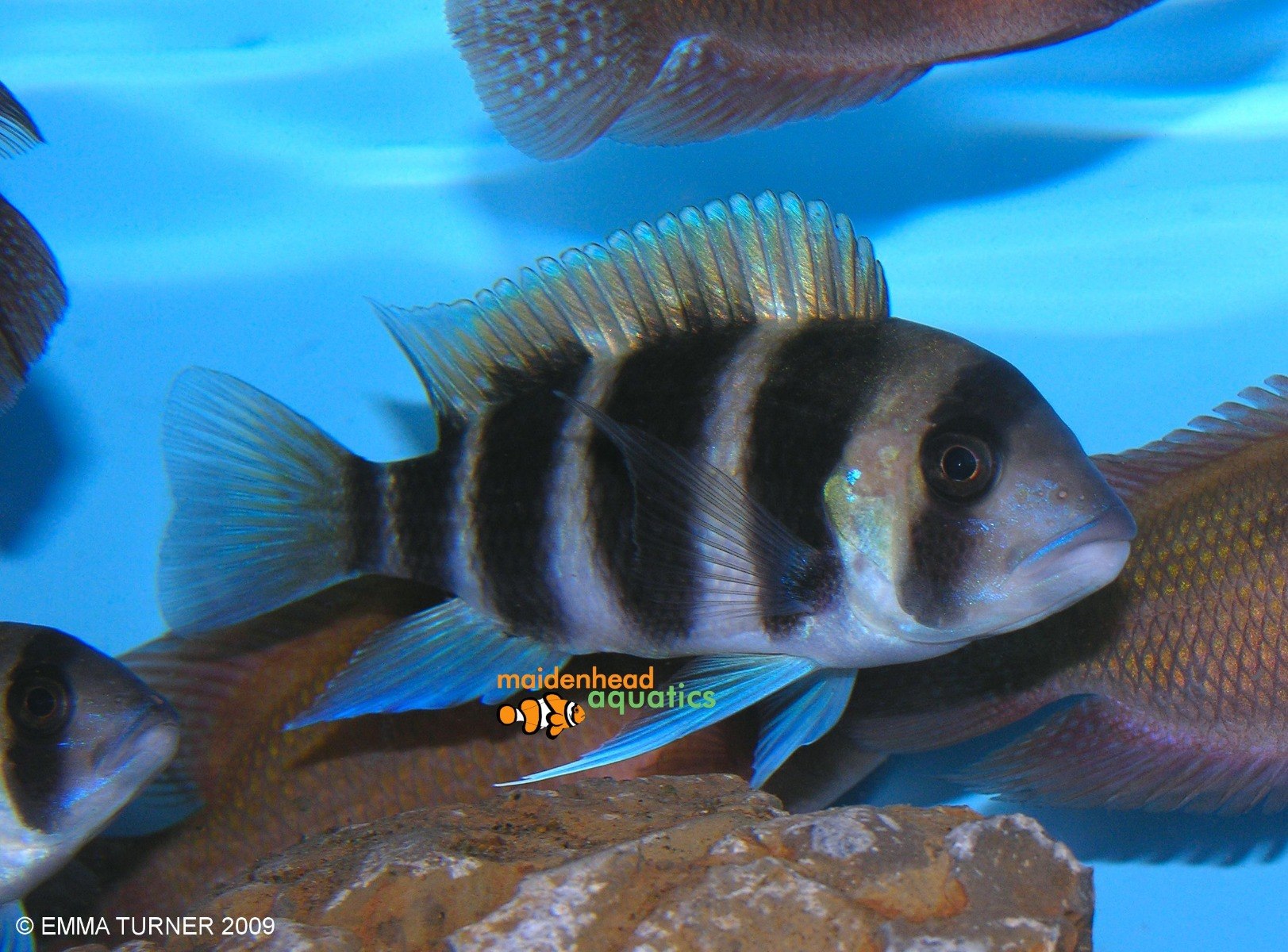 Frontosa Cichlid-Cyphotilapia frontosa