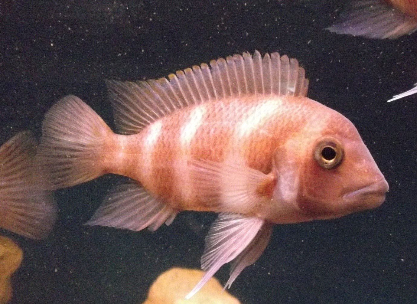 Frontosa Cichlid-Cyphotilapia frontosa