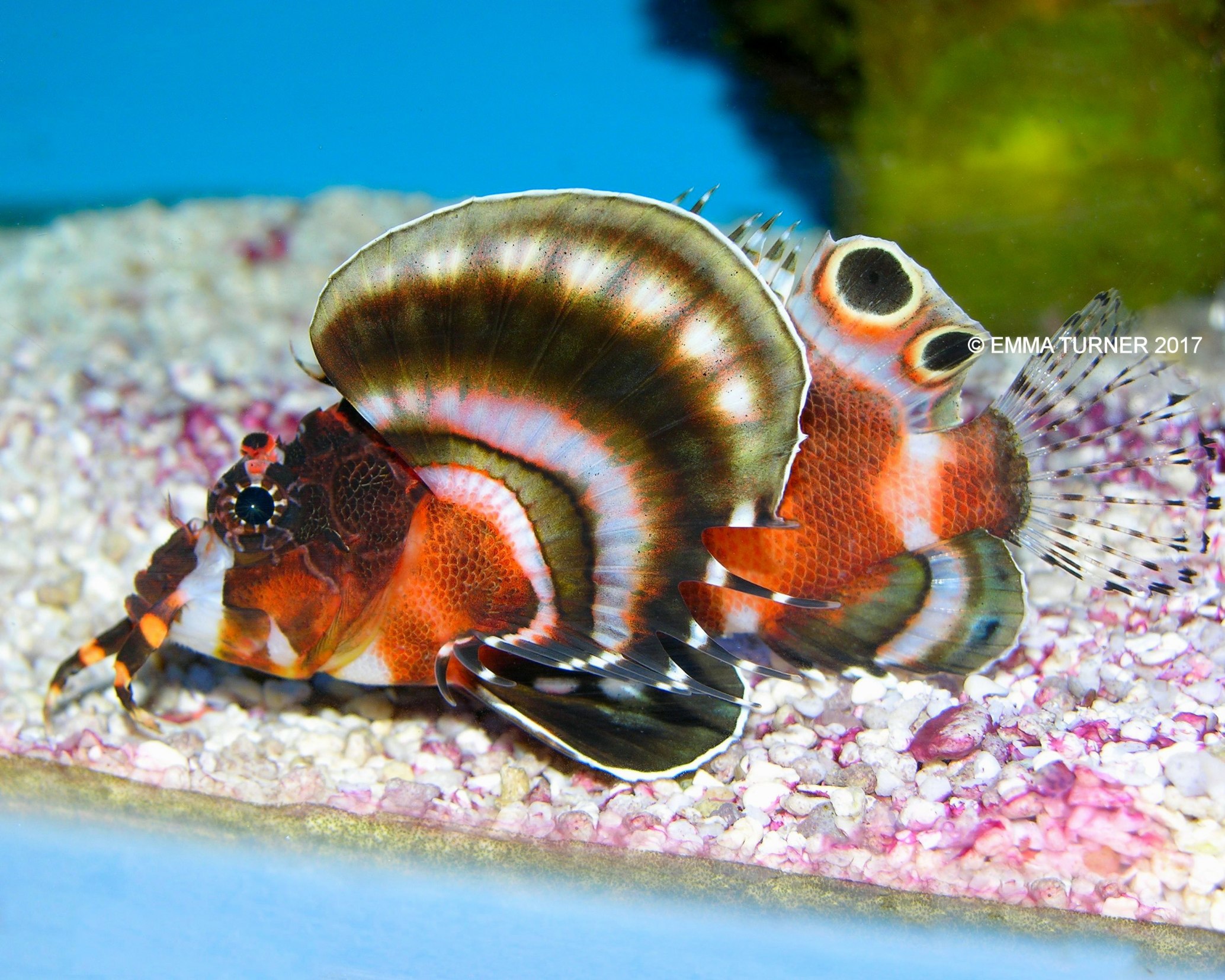 Fu Manchu Lionfish-Dendrochirus biocellatus