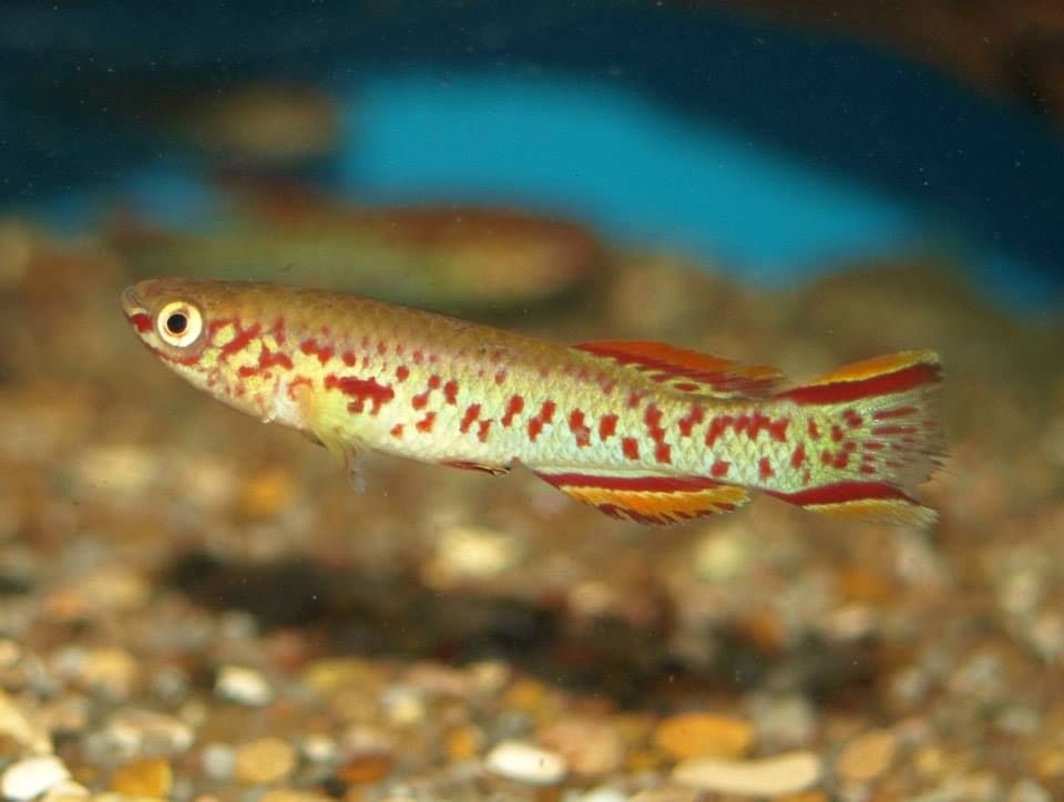 Steel Blue Killifish-Fundulopanchax gardneri