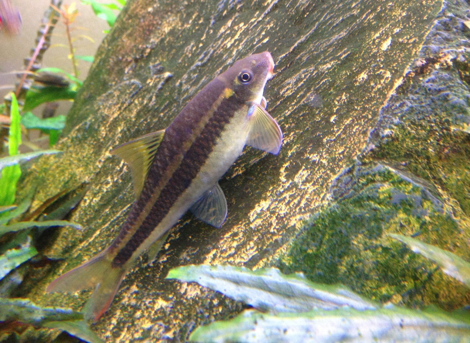 False Siamese Flying Fox-Garra cambodgiensis