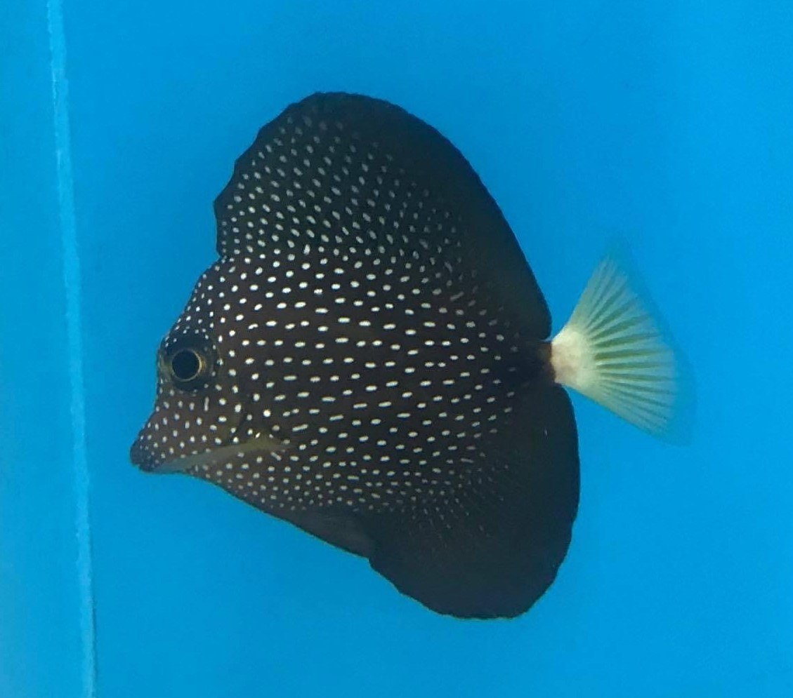 Gem Tang-Zebrasoma gemmatum