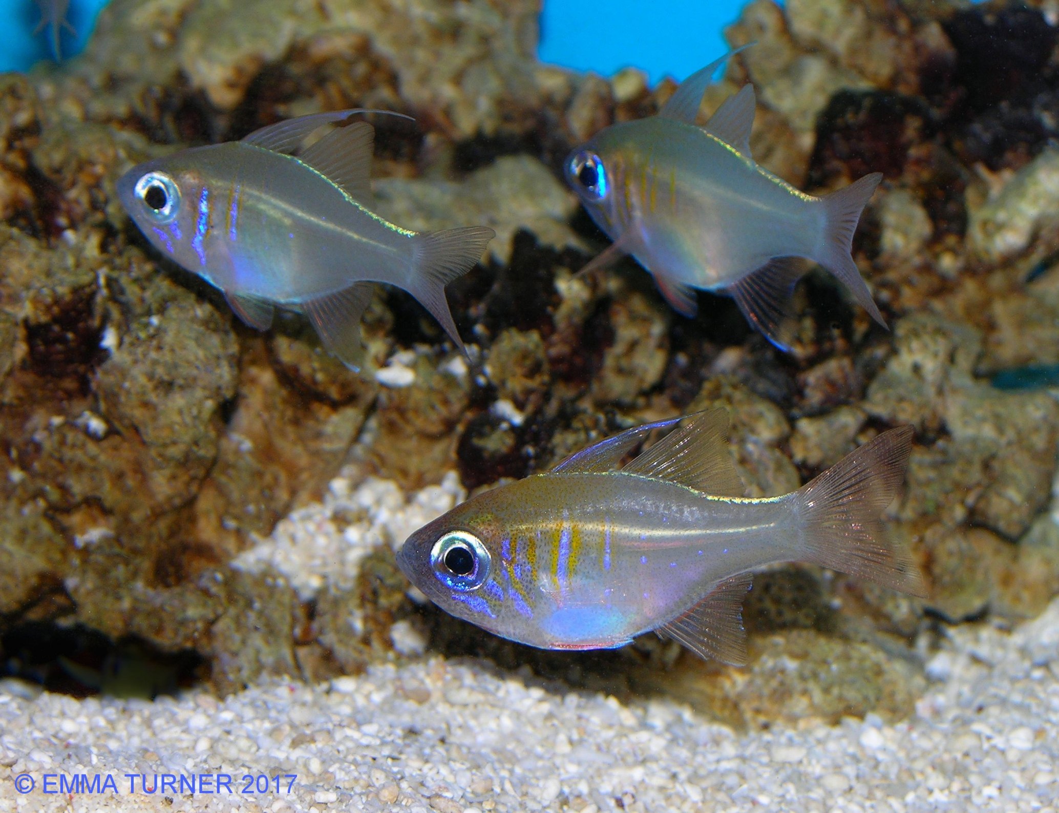 Ghost Cardinalfish-Zoramia leptacantha