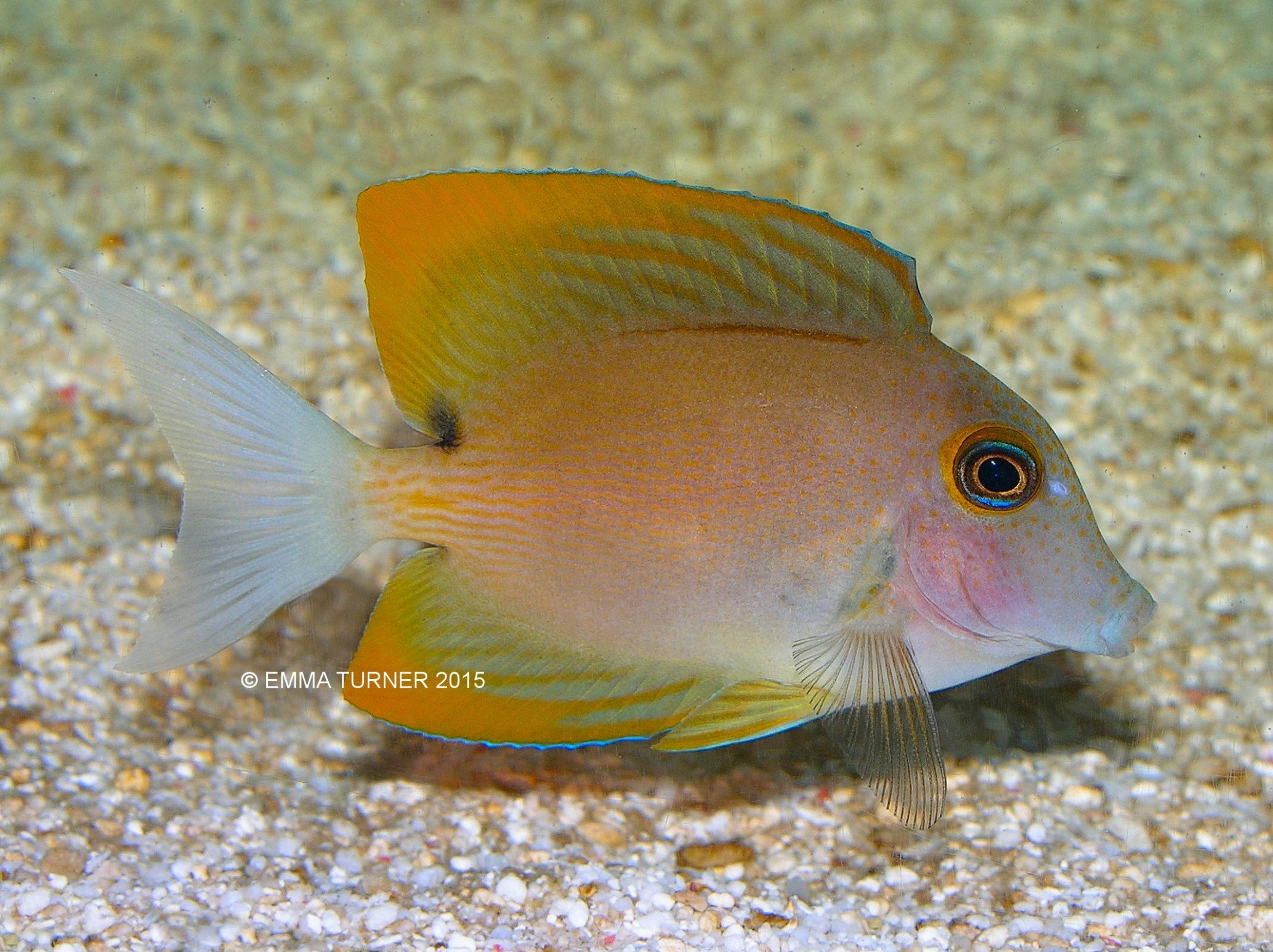 Gold Rush Tang-Ctenochaetus tominiensis