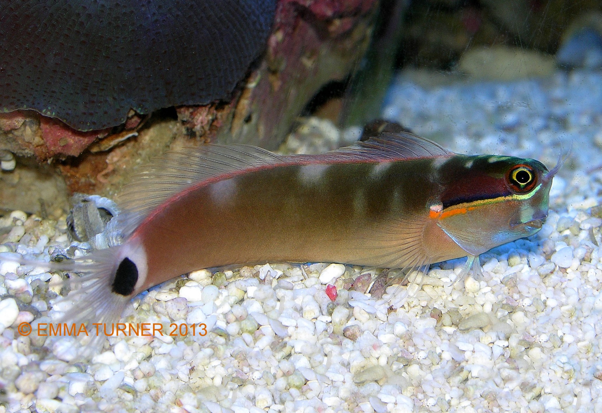 Gold Streak Blenny-Ecsenius stigmatura