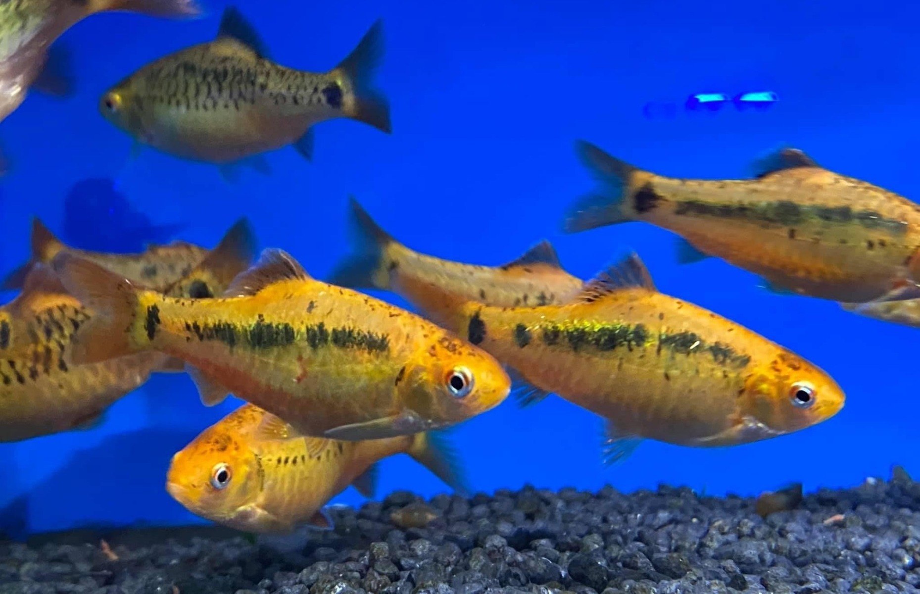 Gold Barb-Barbodes semifasciolatus