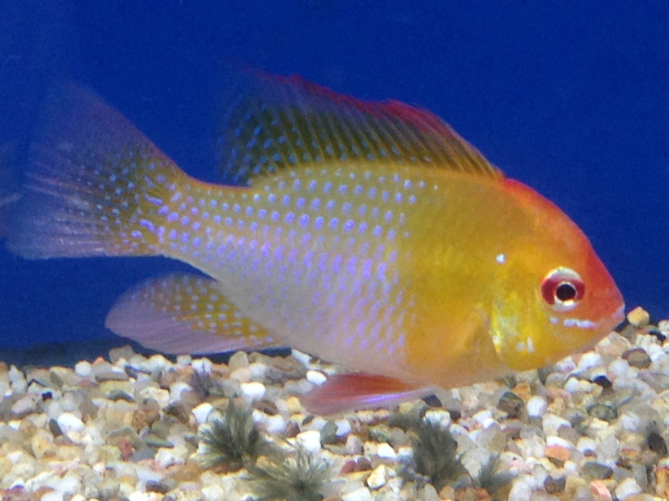 Ram-Mikrogeophagus ramirezi