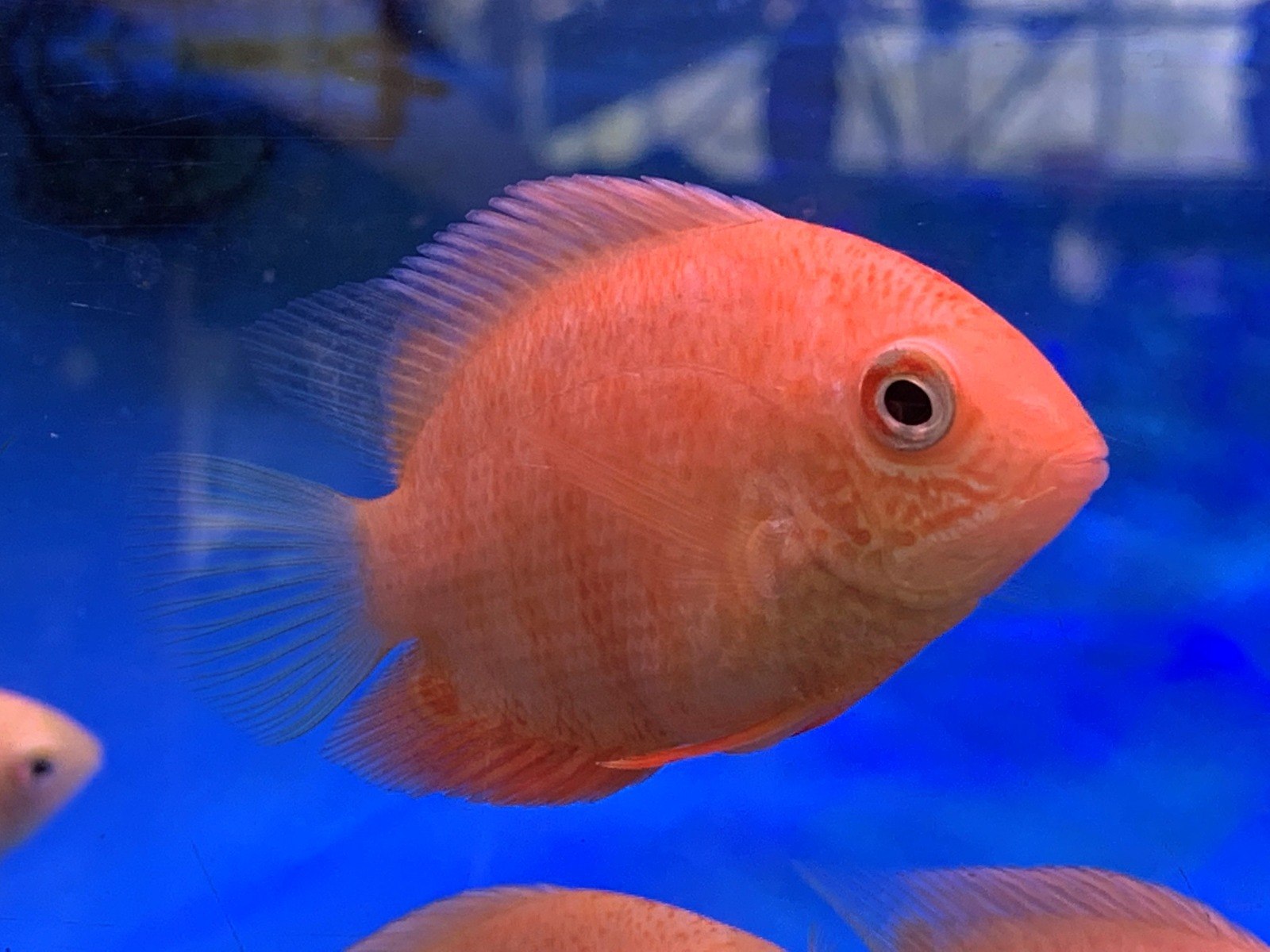 Gold Severum-Heros efasciatus