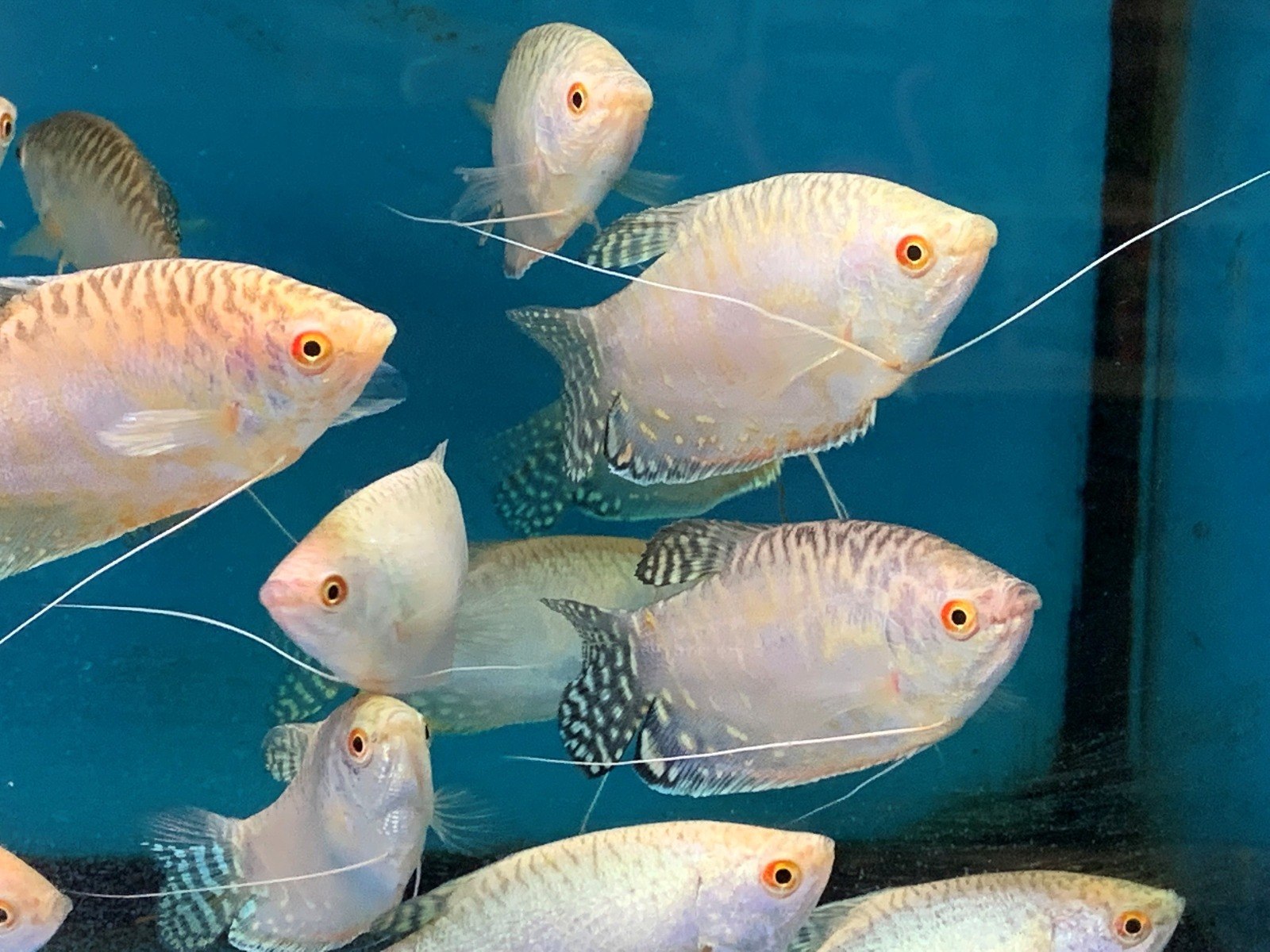 Gold Gourami-Trichopodus trichopterus