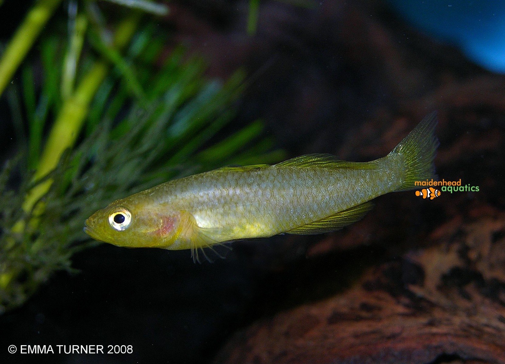 Golden Malili Goby-Mugilogobius rexi