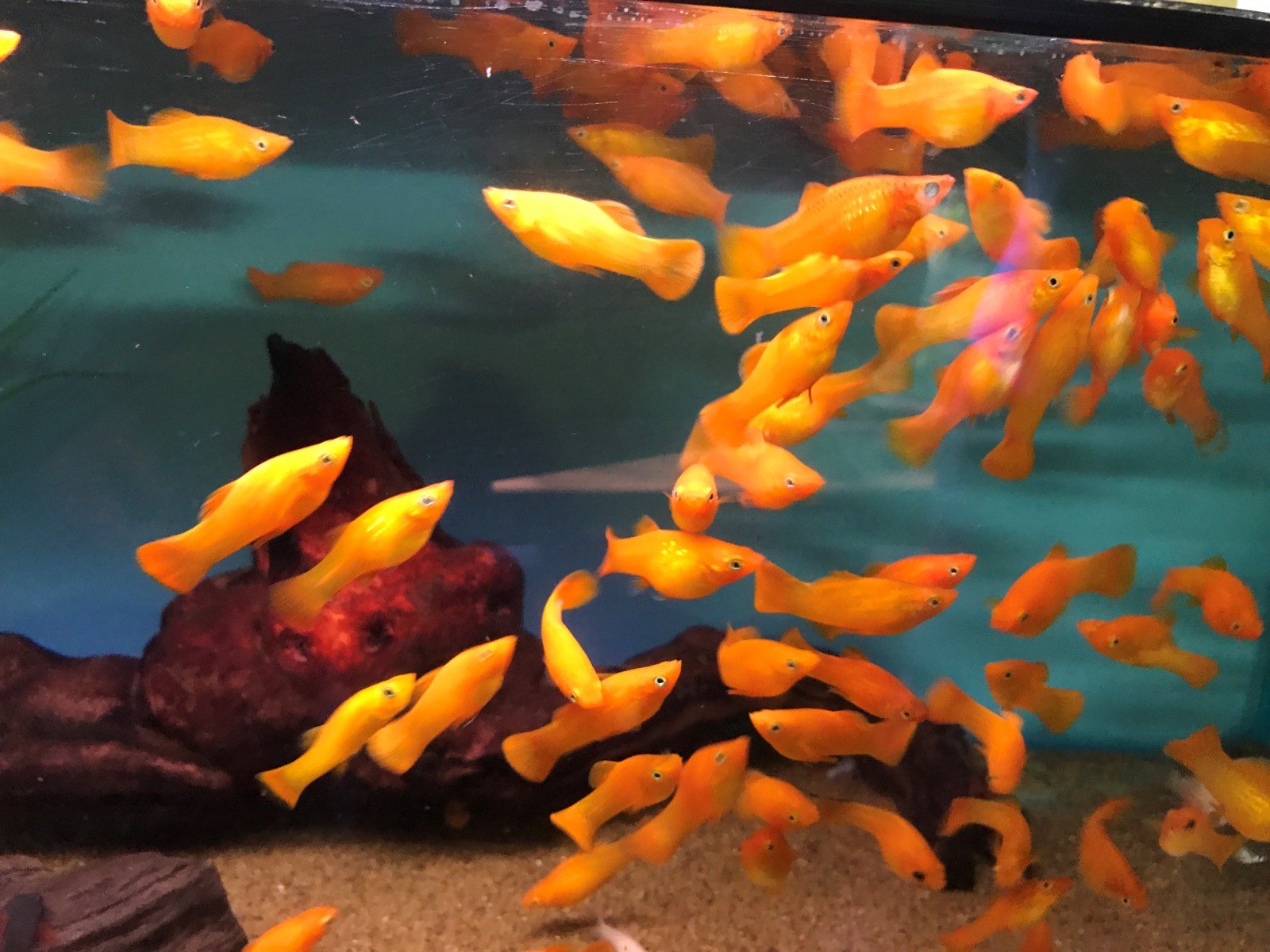 Sphenops Molly-Poecilia sphenops