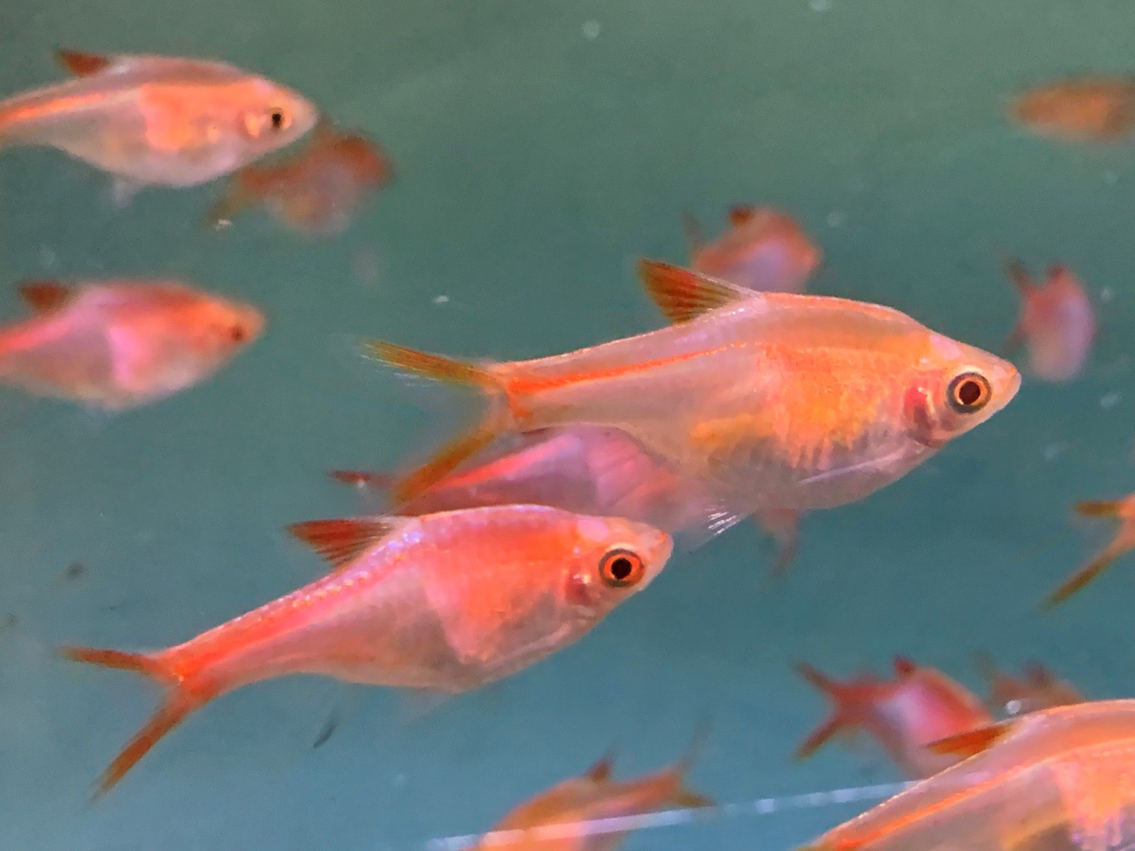 Harlequin Rasbora-Trigonostigma heteromorpha