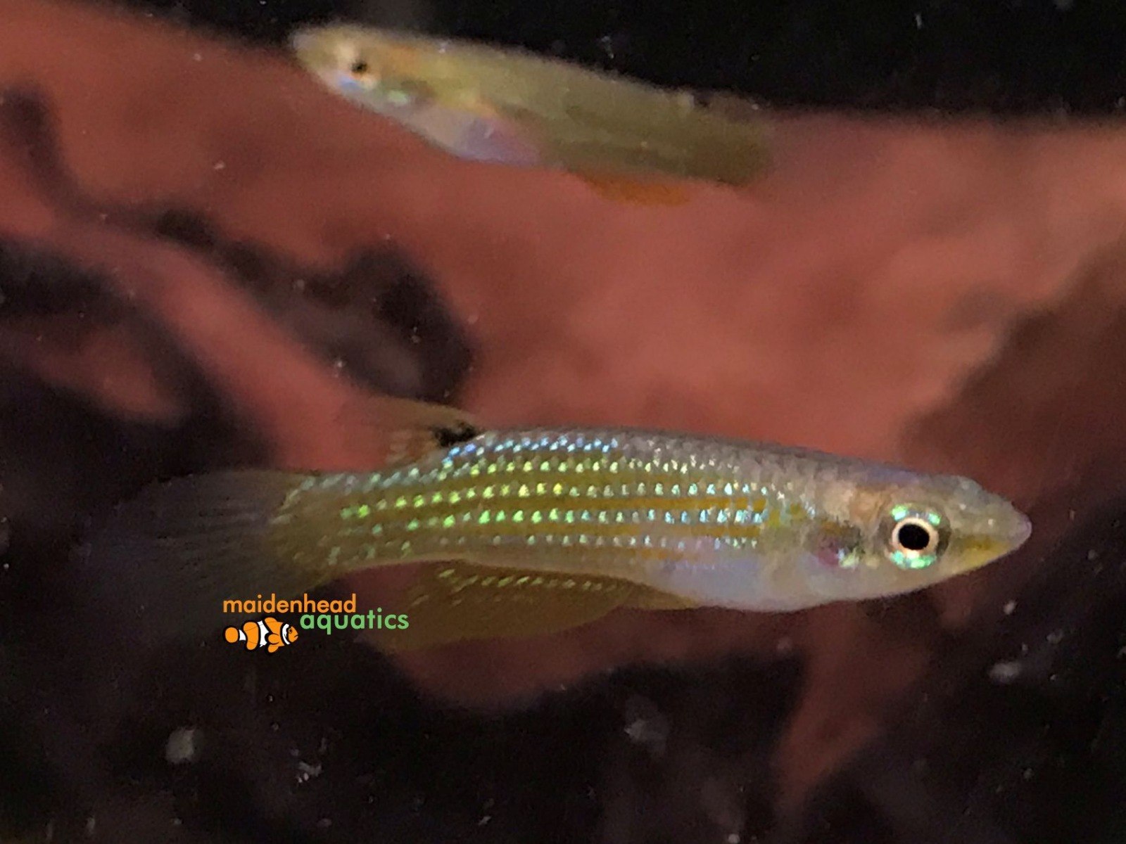 Green Panchax-Aplocheilus blockii