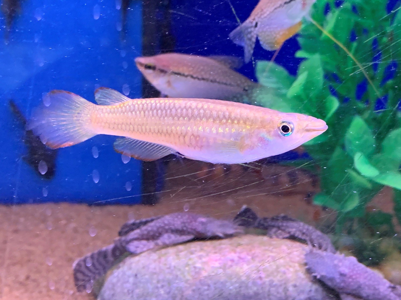 Golden Wonder Panchax-Aplocheilus lineatus gold