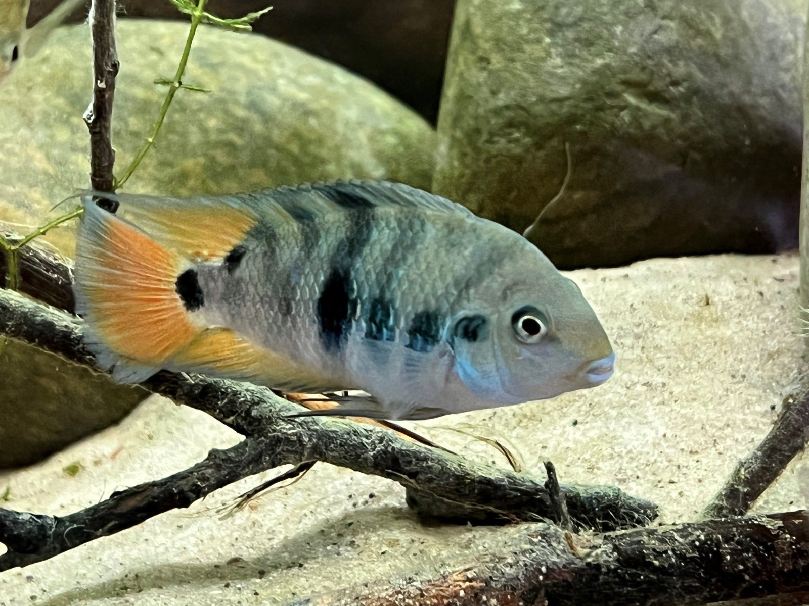 Honduran Red Point - Amatitlania sp. 'Honduran Red Point'