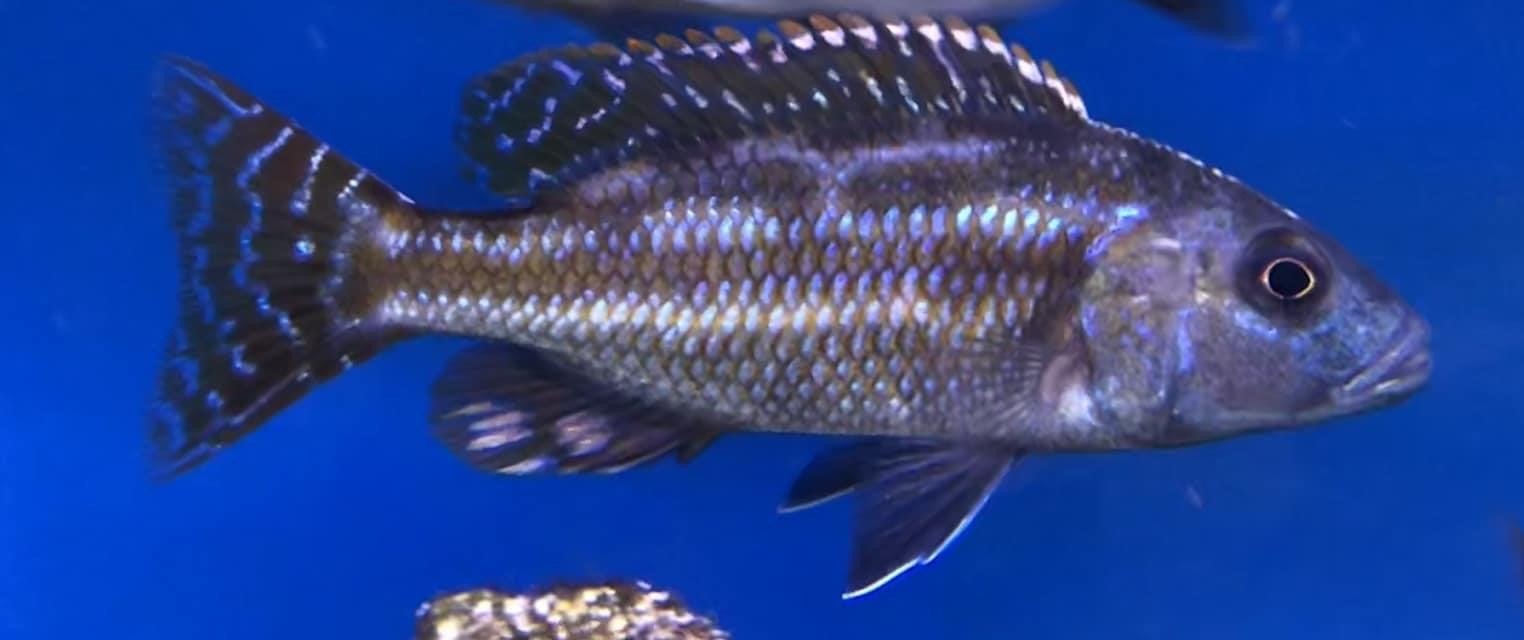 Fusco Hap-Nimbochromis fuscotaeniatus