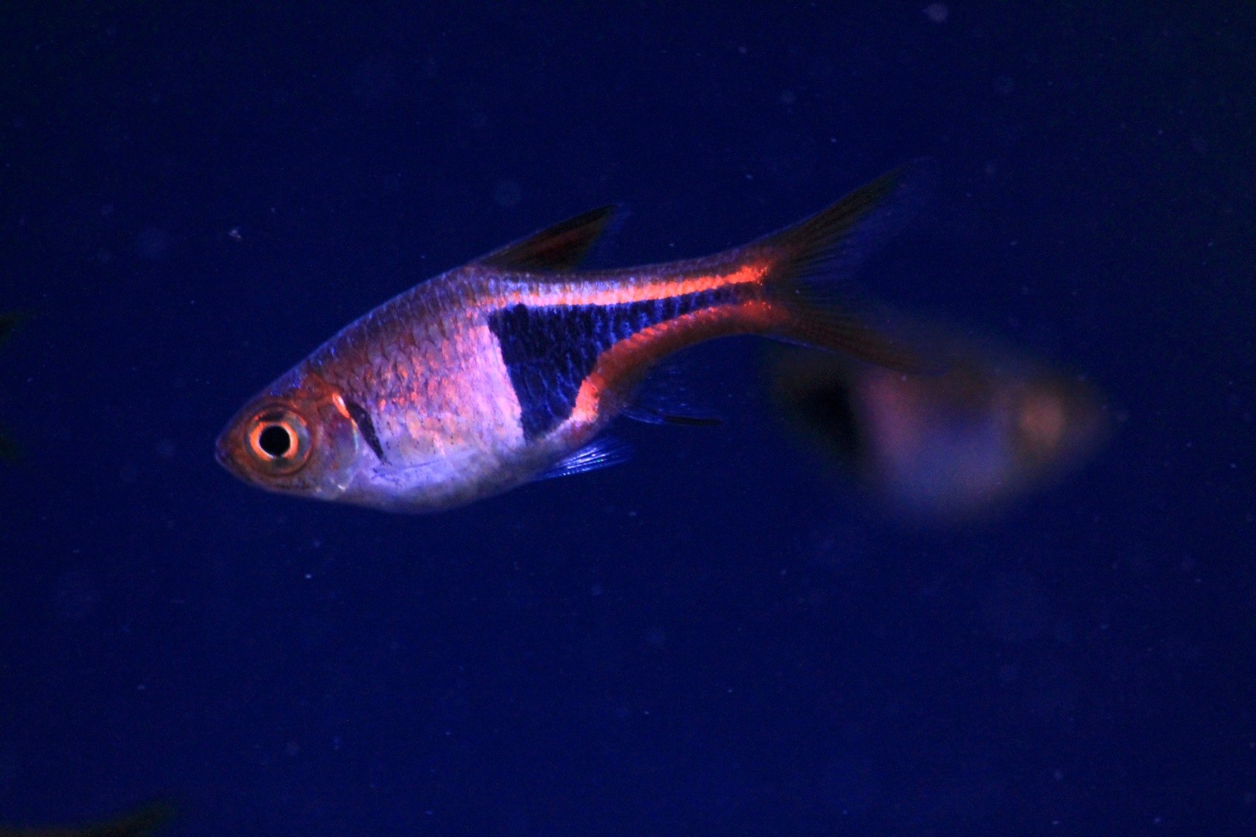 Harlequin Rasbora-Trigonostigma heteromorpha