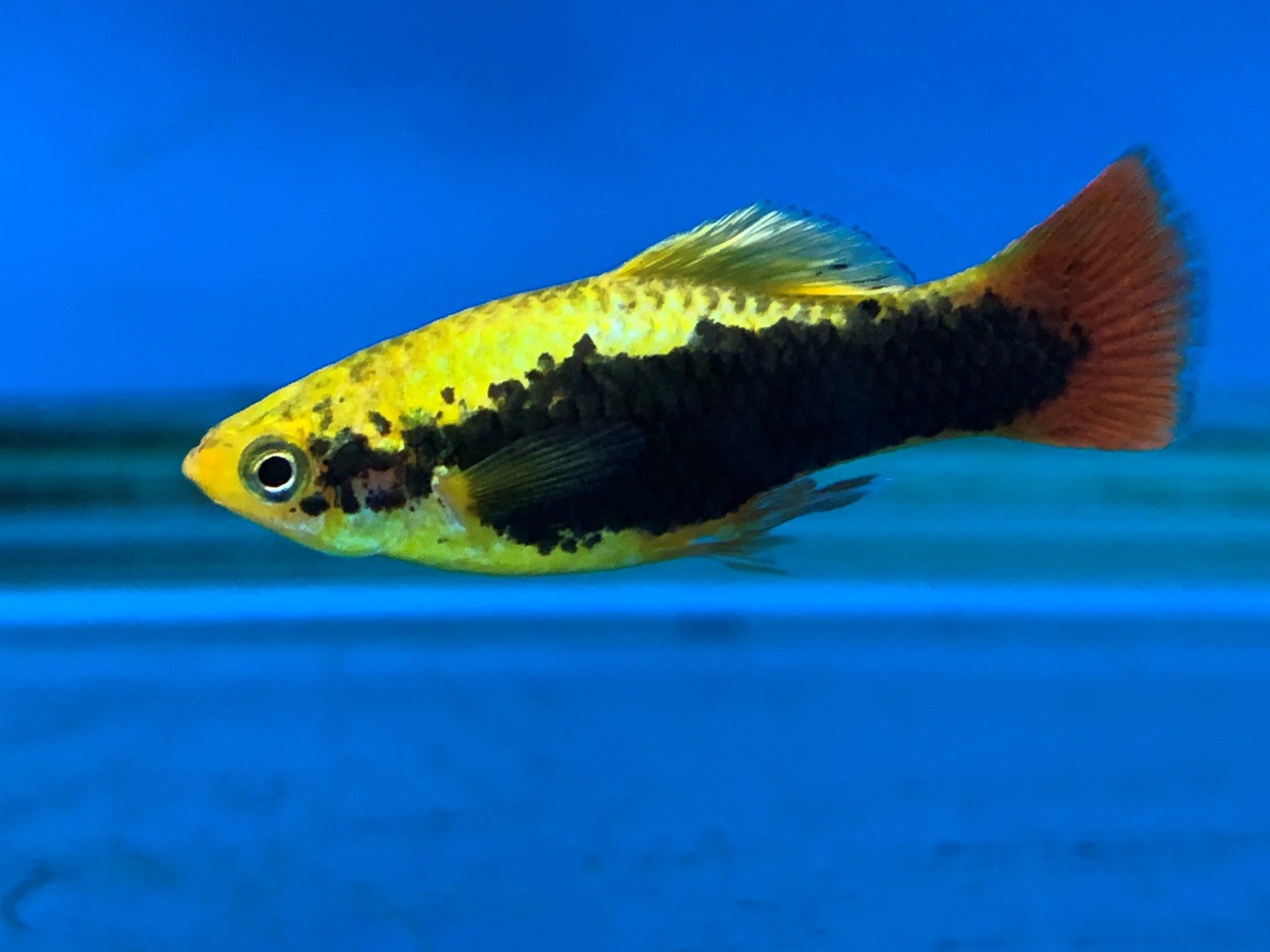 Variatus Platy-Xiphophorus variatus