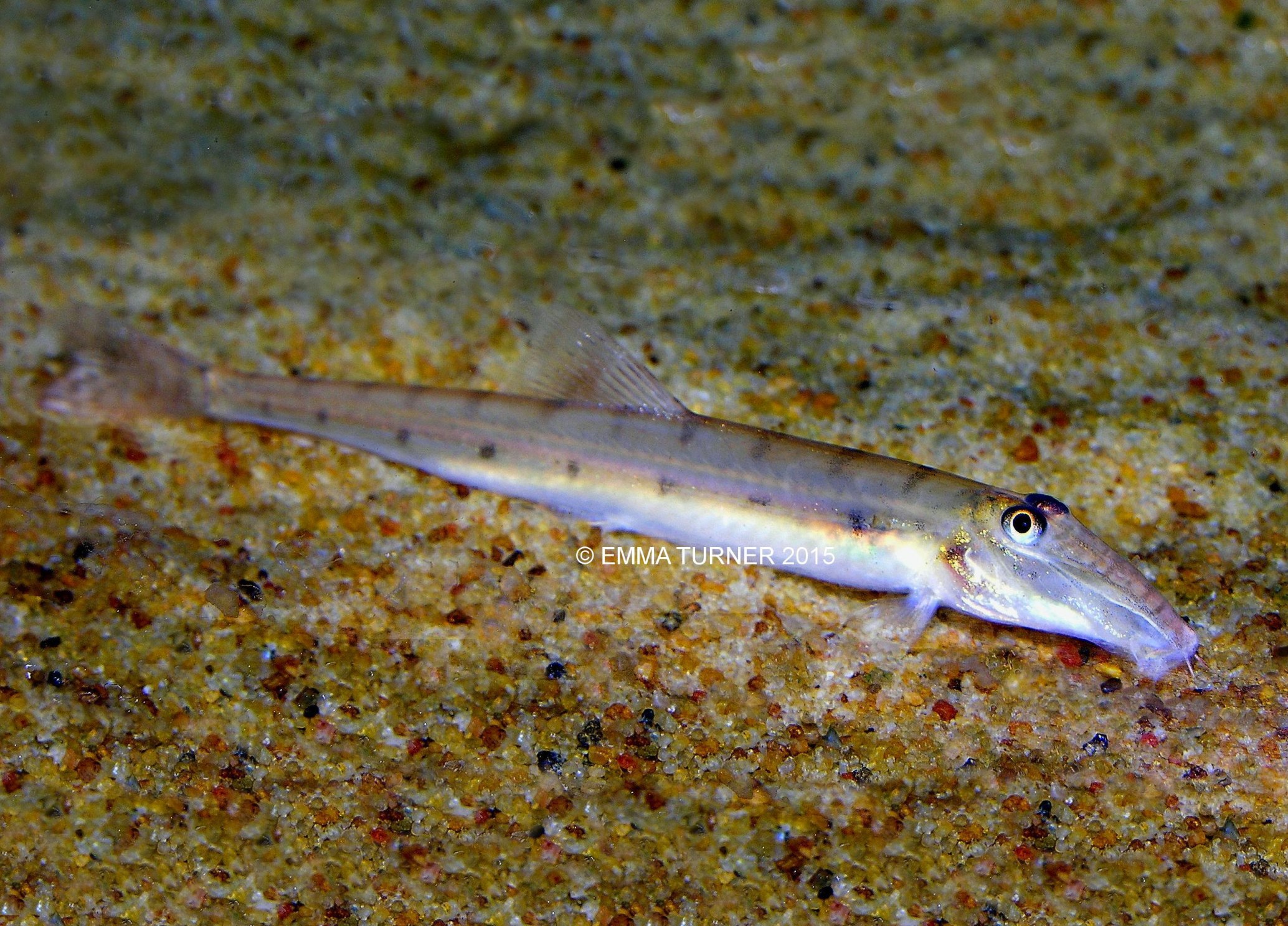 Horsefaced Loach-Acantopsis choirorhynchos