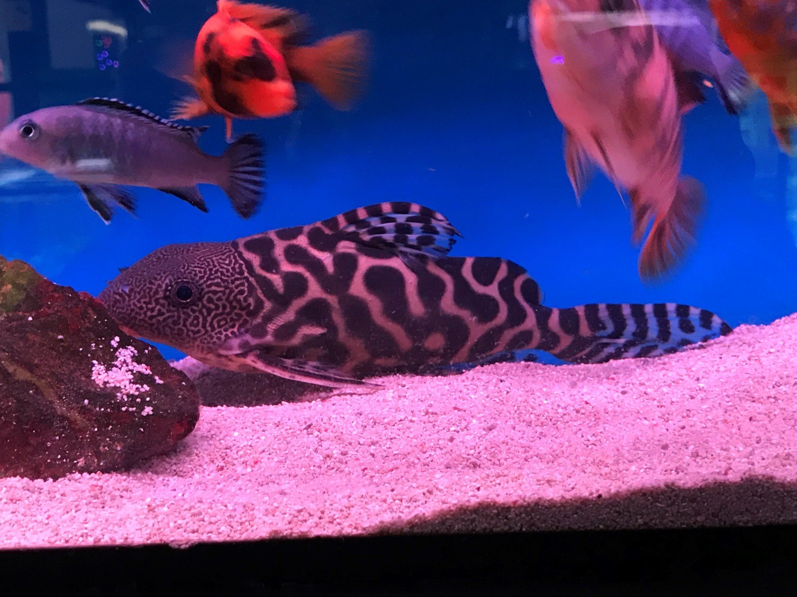 Hybrid Catfish-Synodontis x hybrid